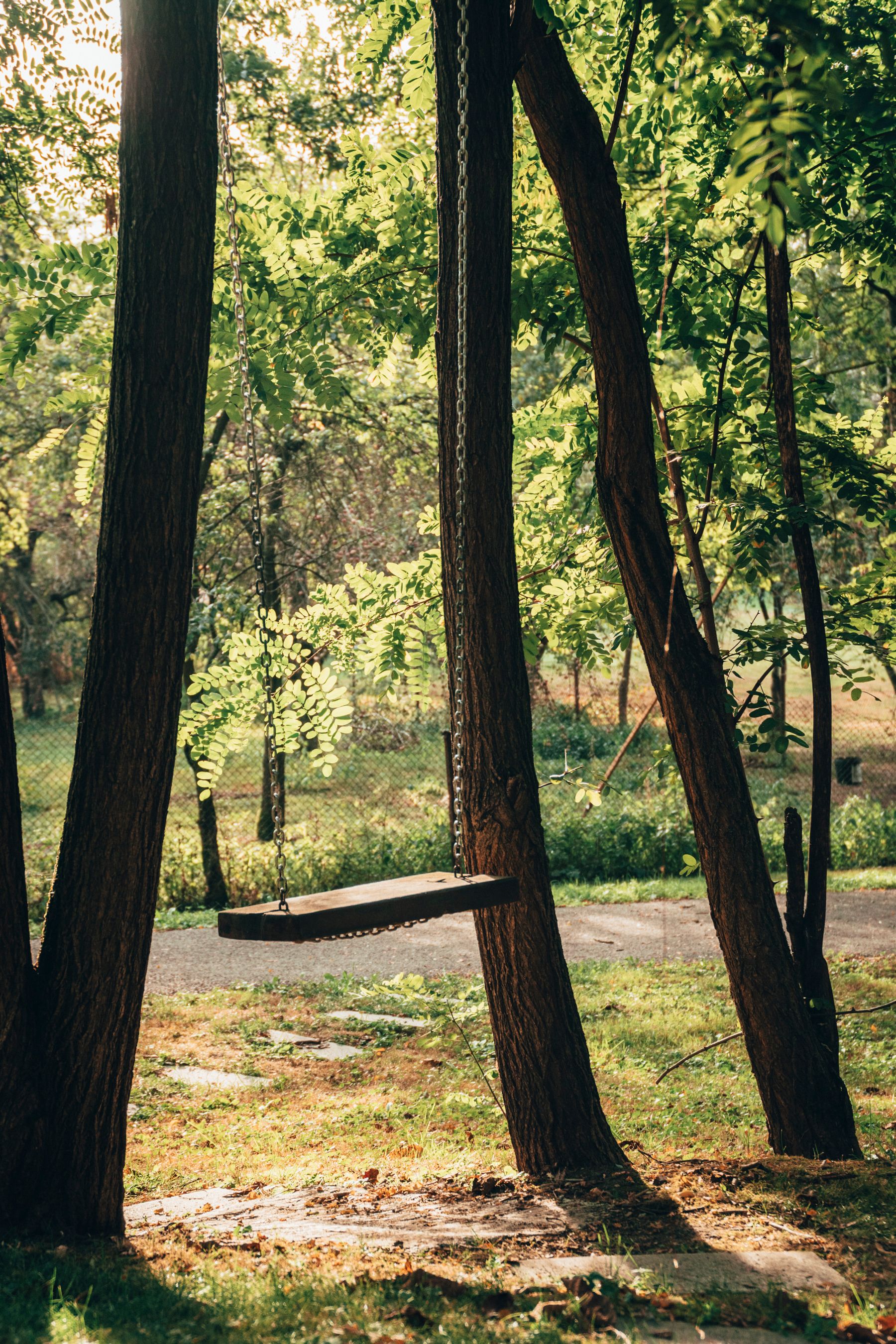 Rustic Tree Swing in Sunlit Forest · Free Stock Photo