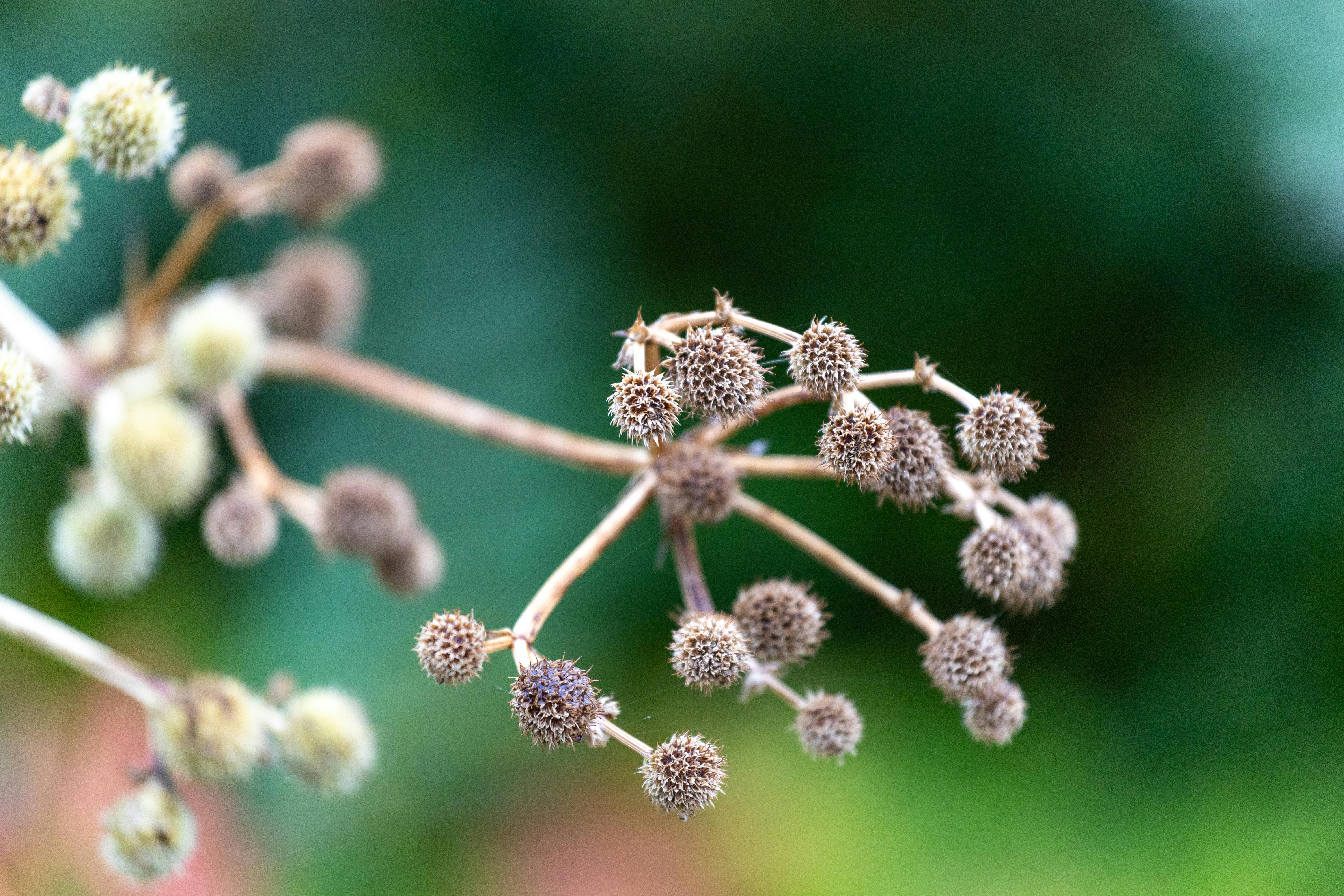 Close-up of Dried Seed Pods on Plant · Free Stock Photo