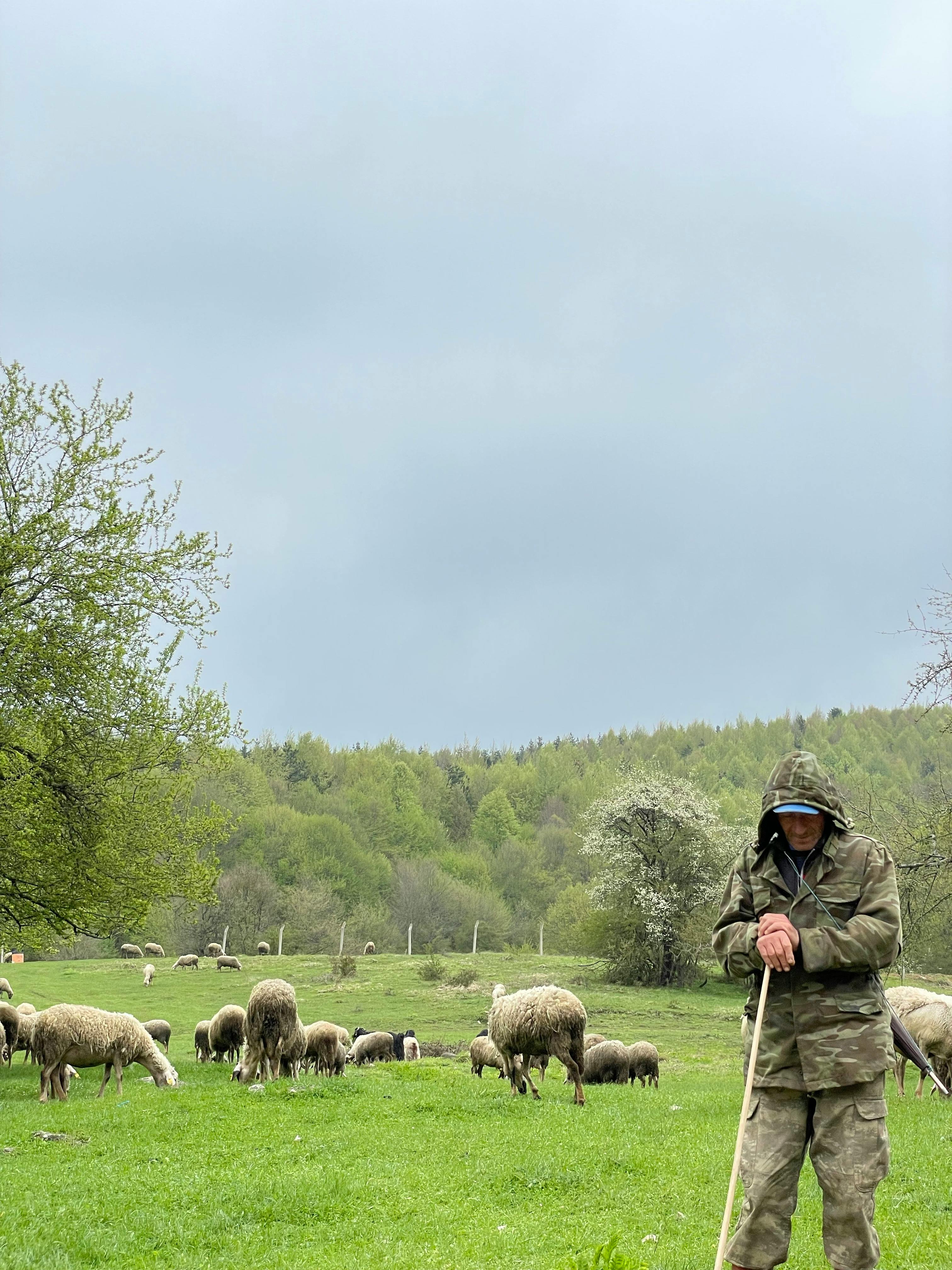 Shepherd in Rainy Pasture with Grazing Sheep · Free Stock Photo