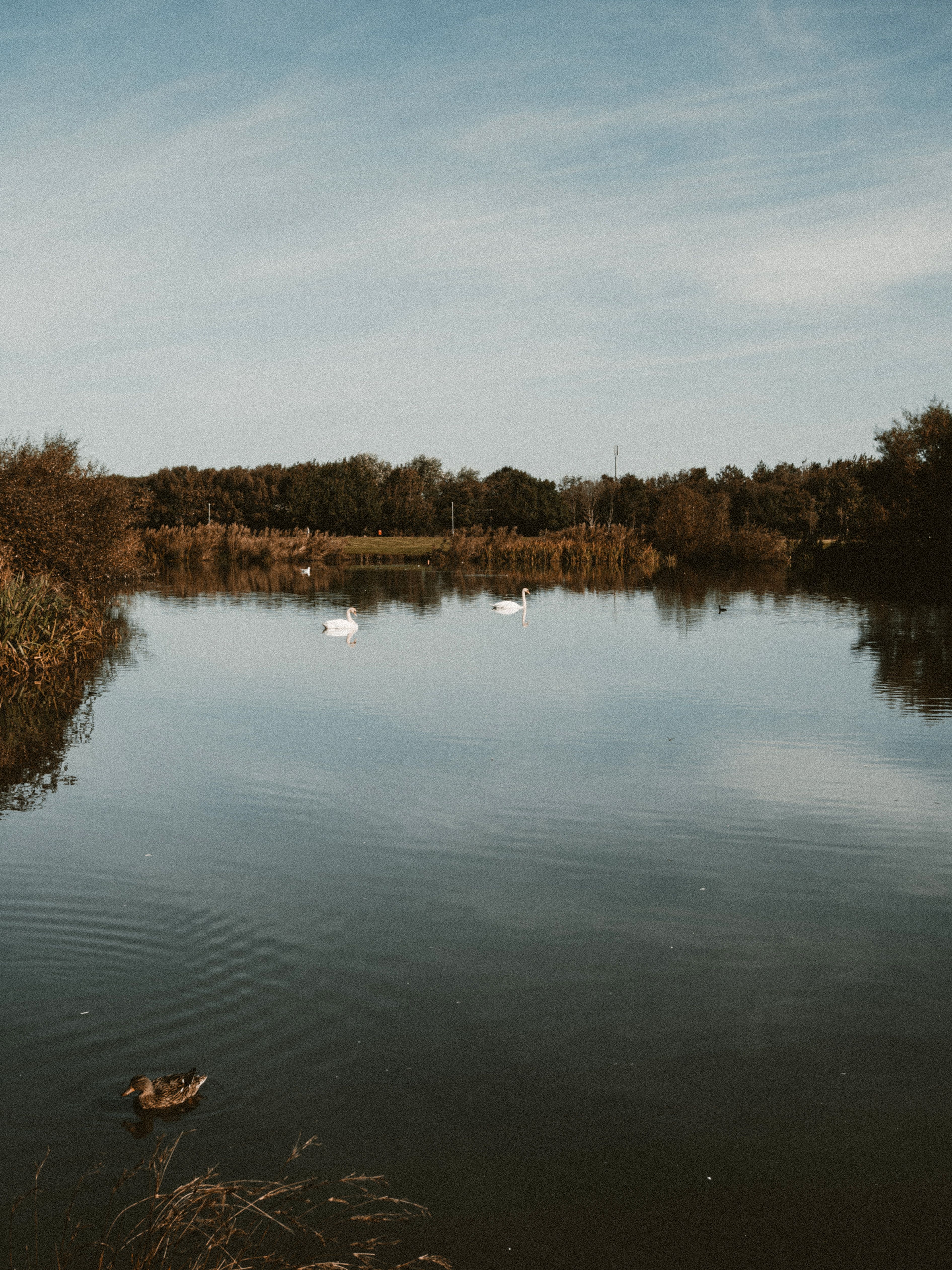 Escena Tranquila En Un Lago Con Cisnes Y Patos · Foto de stock gratuita