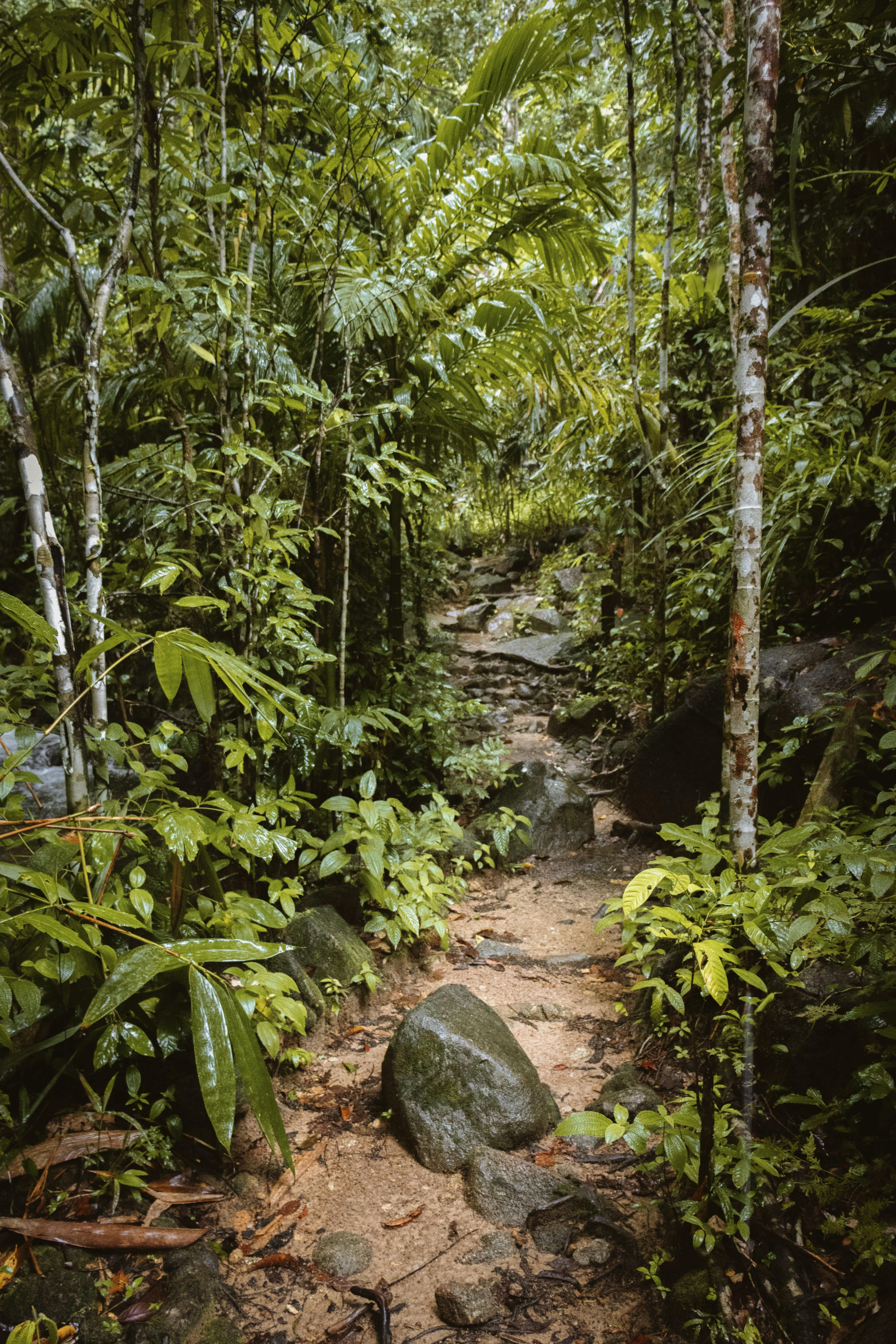 Lush Green Pathway in Tropical Rainforest · Free Stock Photo