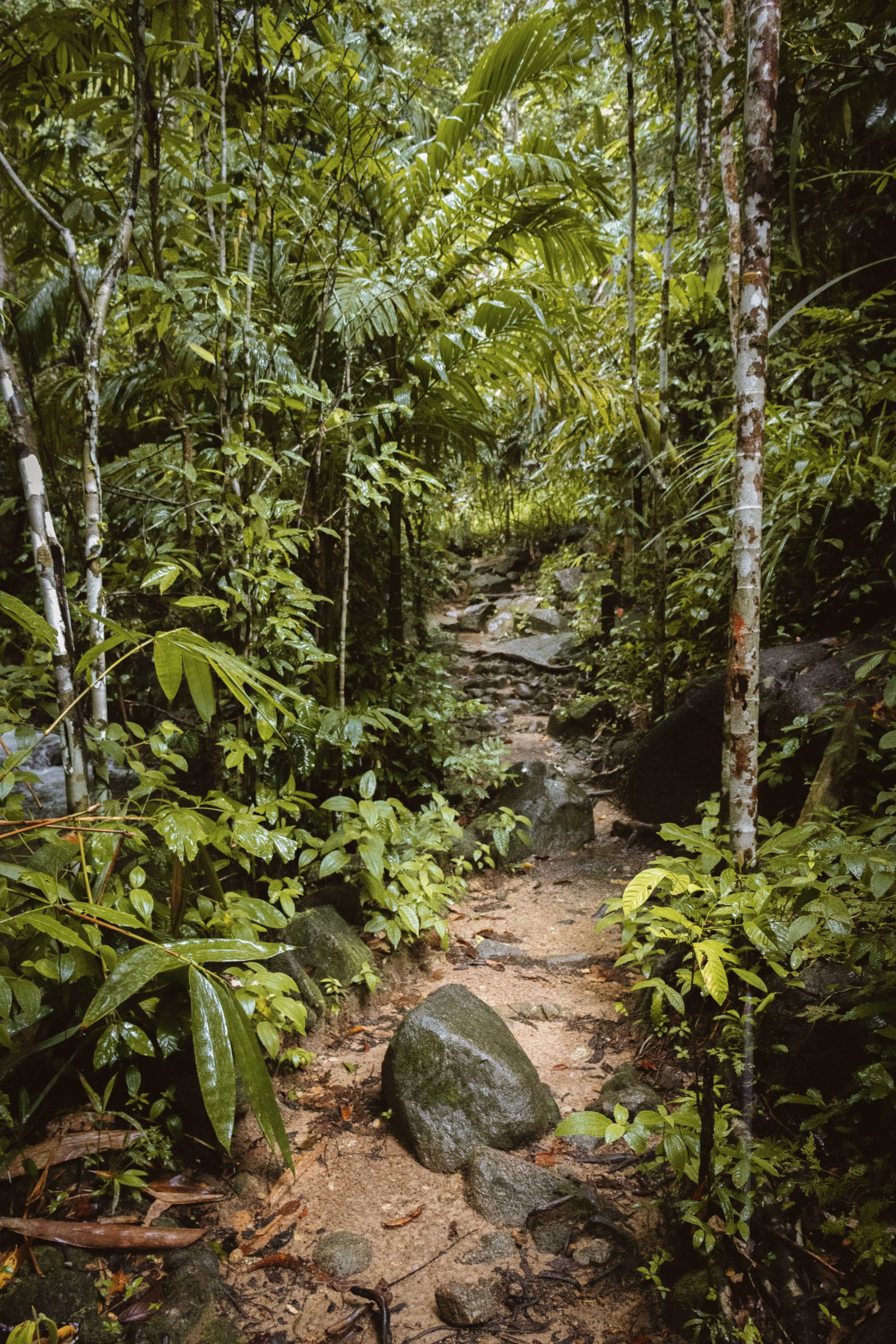 Tropical Rainforest Photos, Download The BEST Free Tropical Rainforest ...