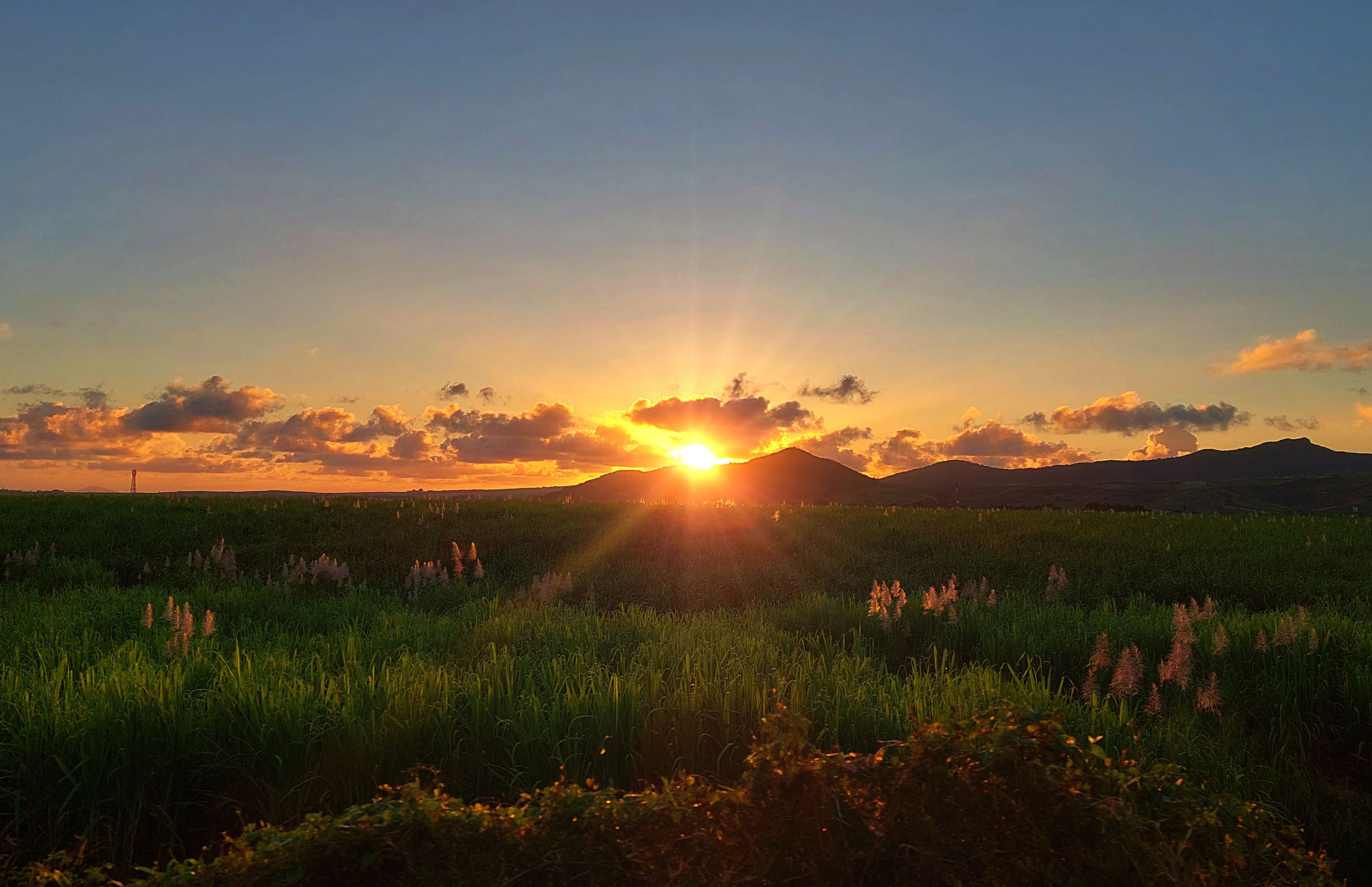 Sugar Cane Field Sunset Photos, Download The BEST Free Sugar Cane Field ...