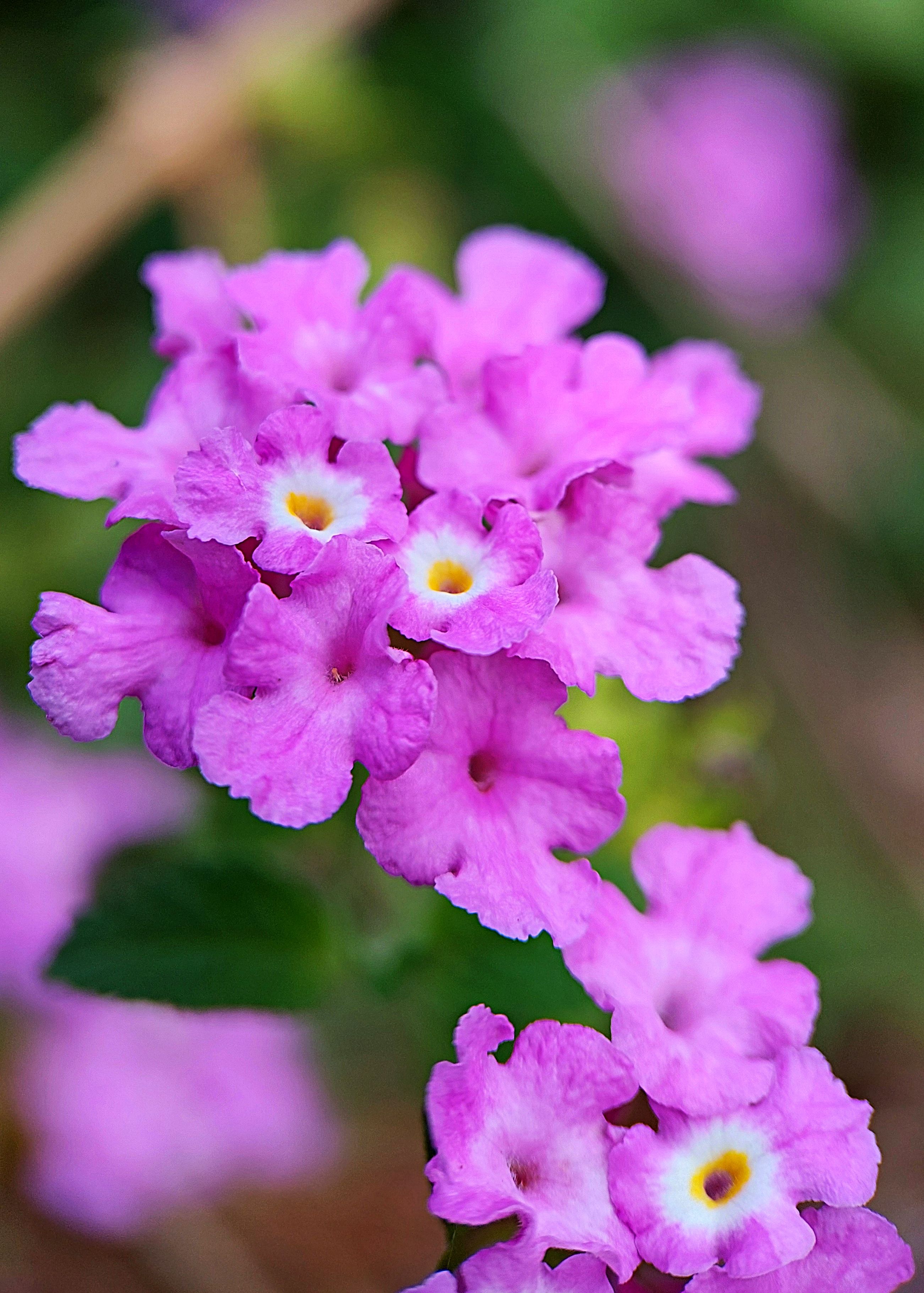 Close-up of Vibrant Pink Lantana Flowers · Free Stock Photo