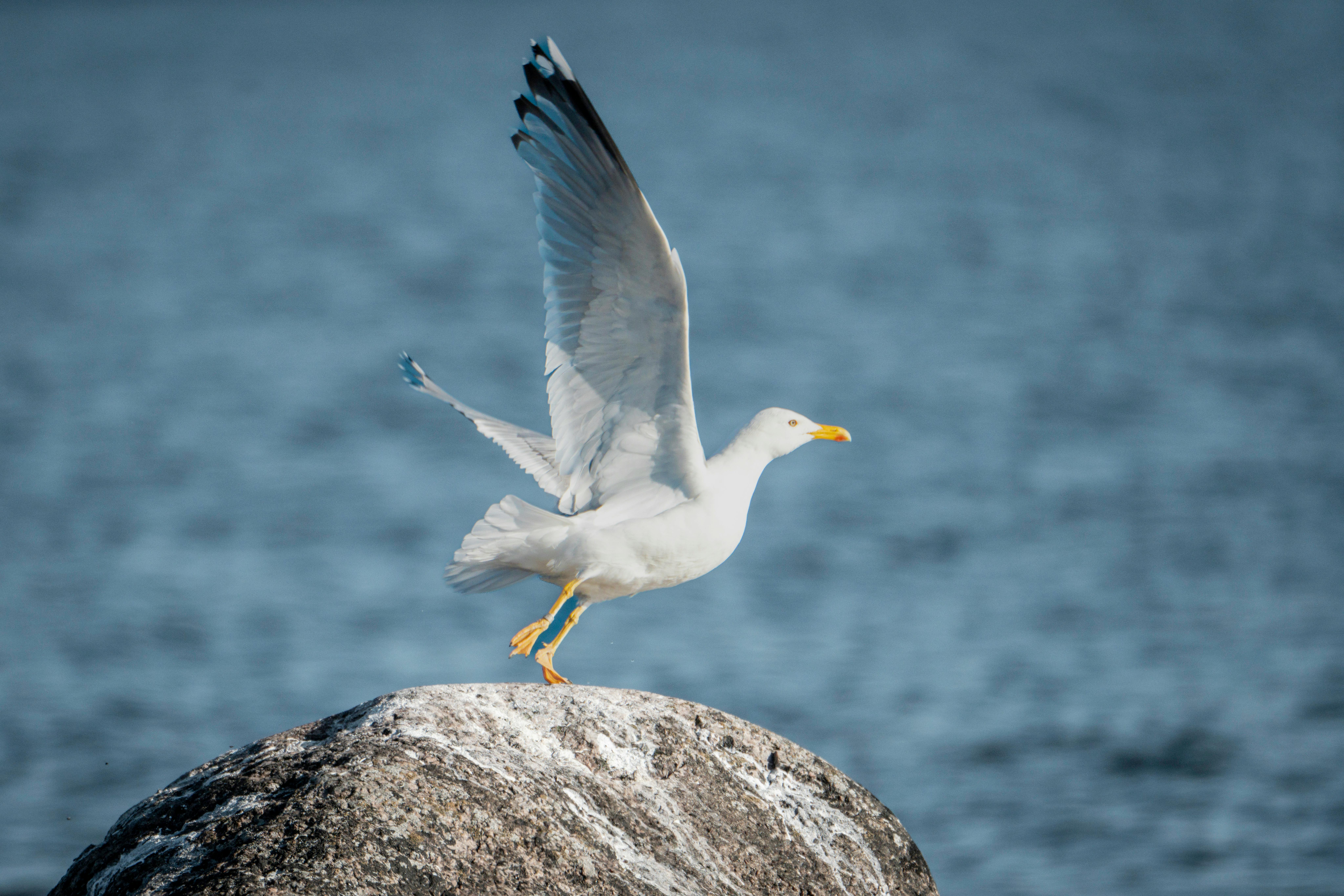Seagull Taking Flight Over Ocean Waters · Free Stock Photo