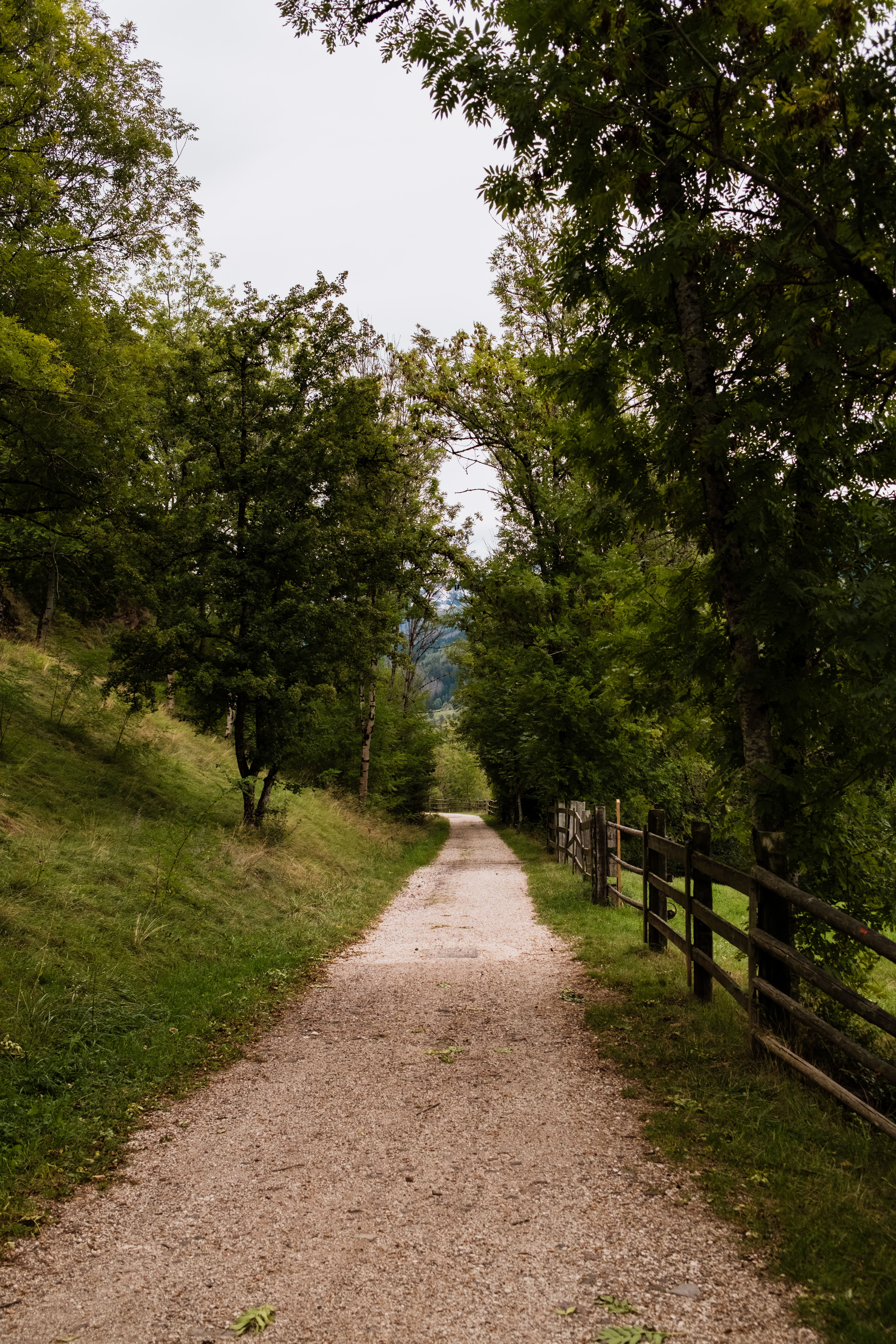 Serene Forest Pathway in Early Spring · Free Stock Photo