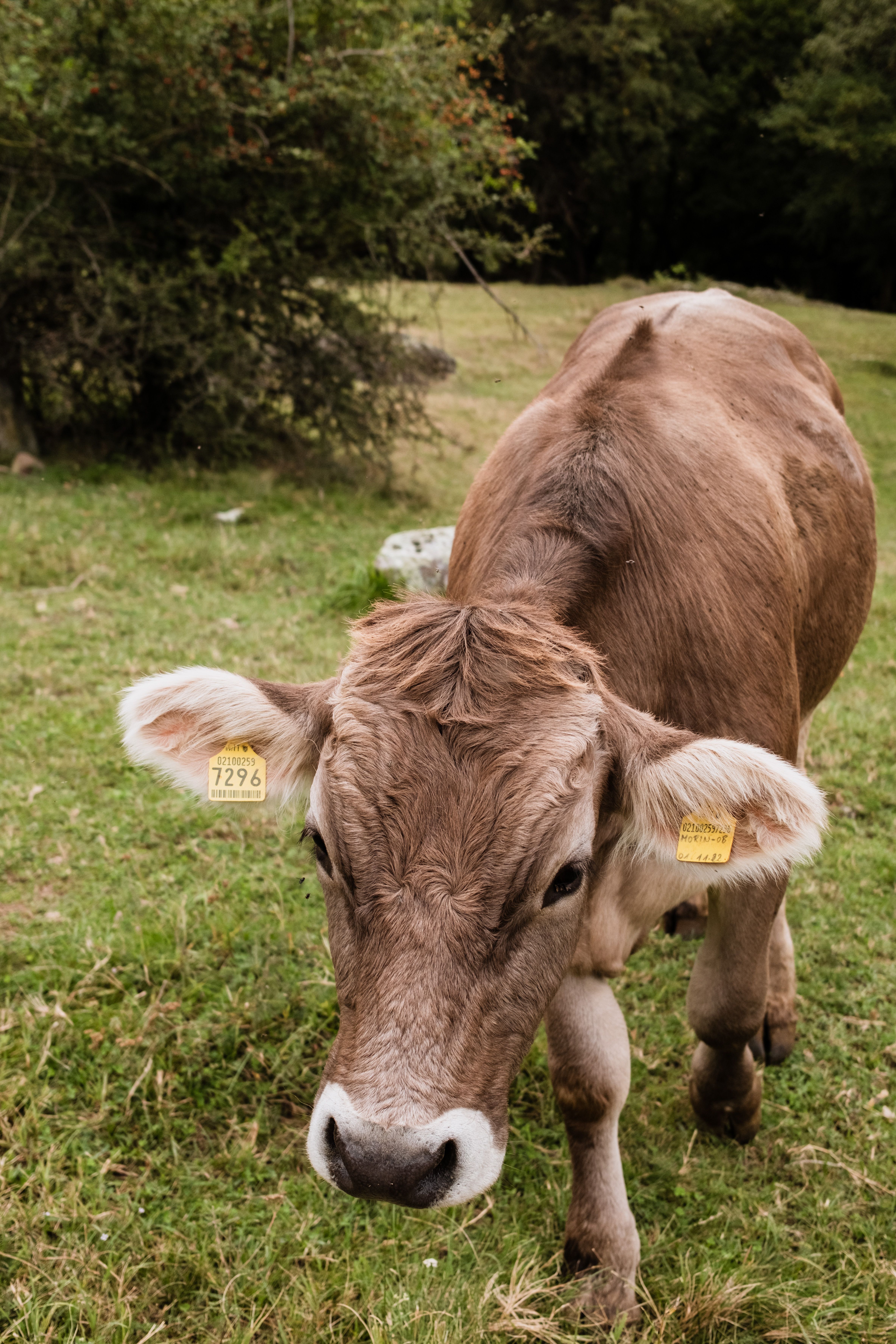 Two Brown Cows Near Green Grass Fields · Free Stock Photo