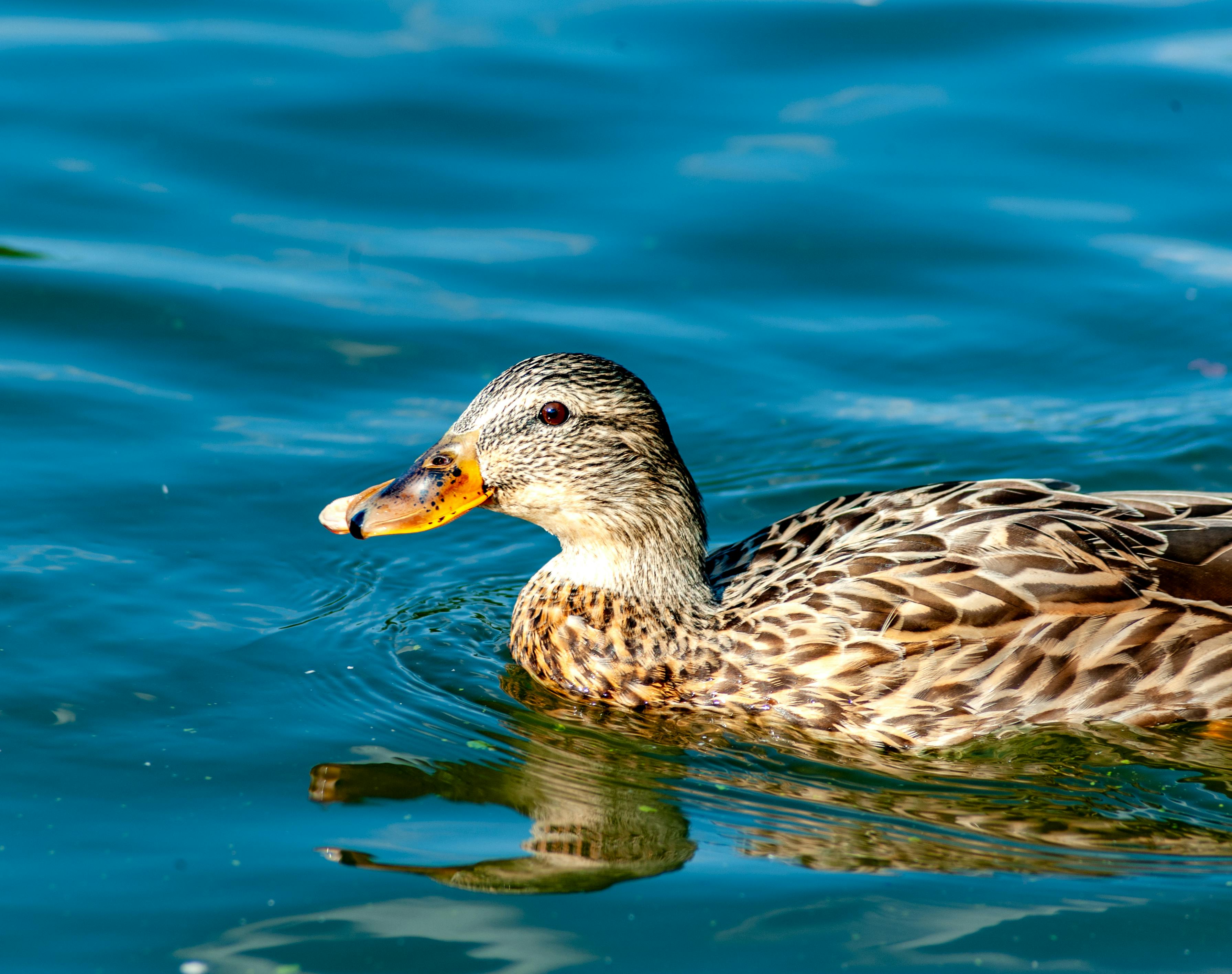 Mallard Duck Gliding Gracefully on Clear Water · Free Stock Photo