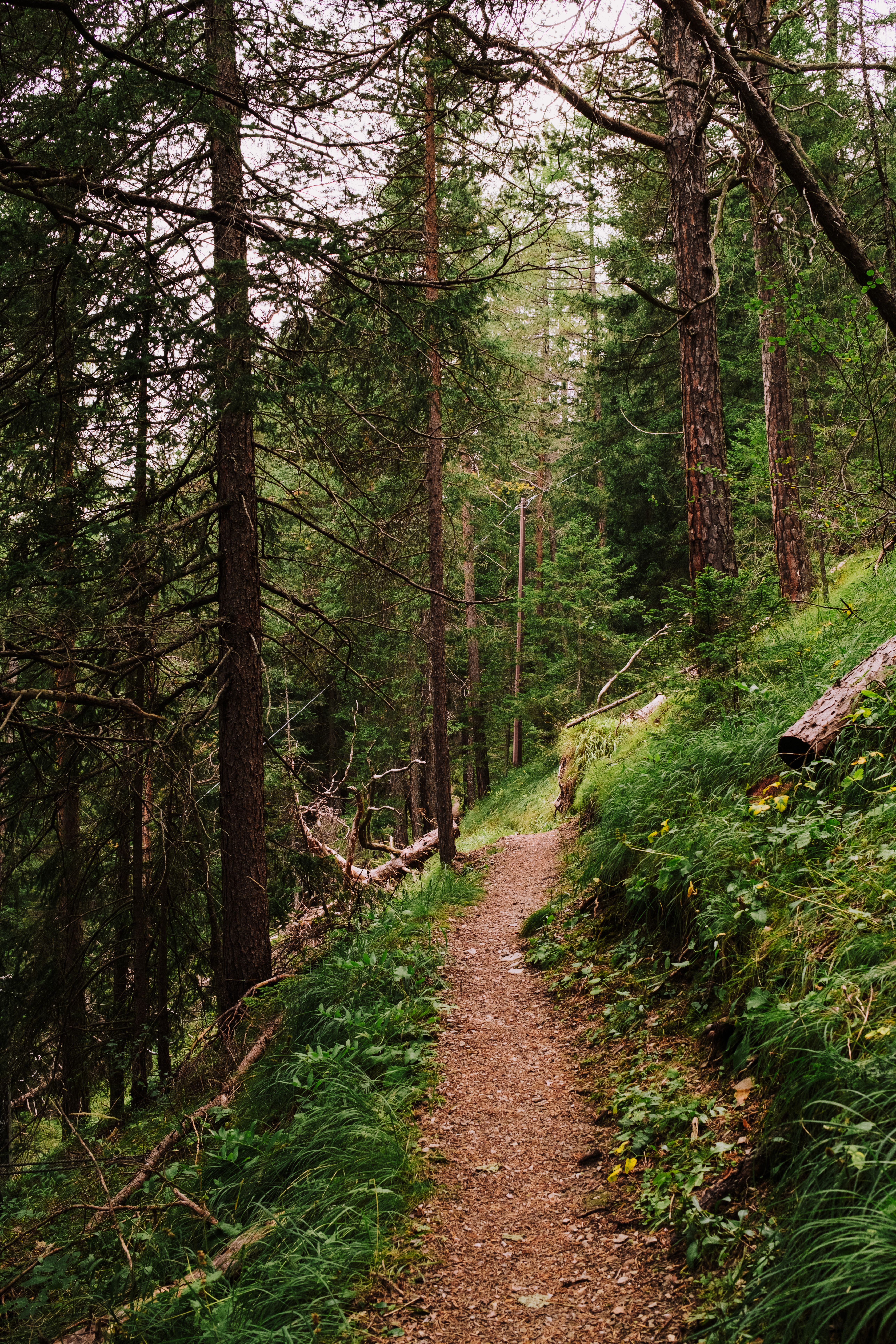 Serene Forest Path in Trentino, Italy · Free Stock Photo