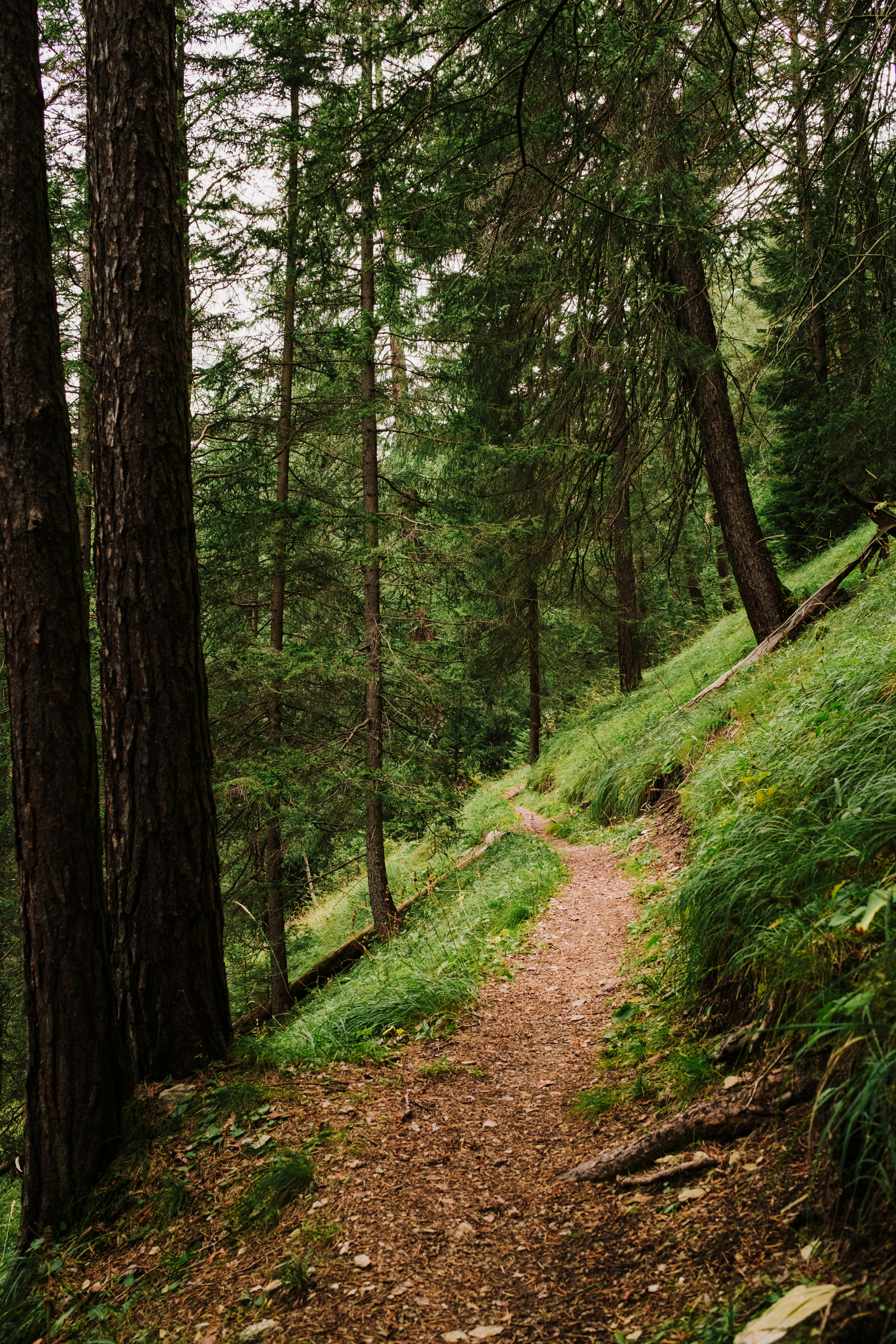Peaceful Forest Trail in Canazei, Italy · Free Stock Photo