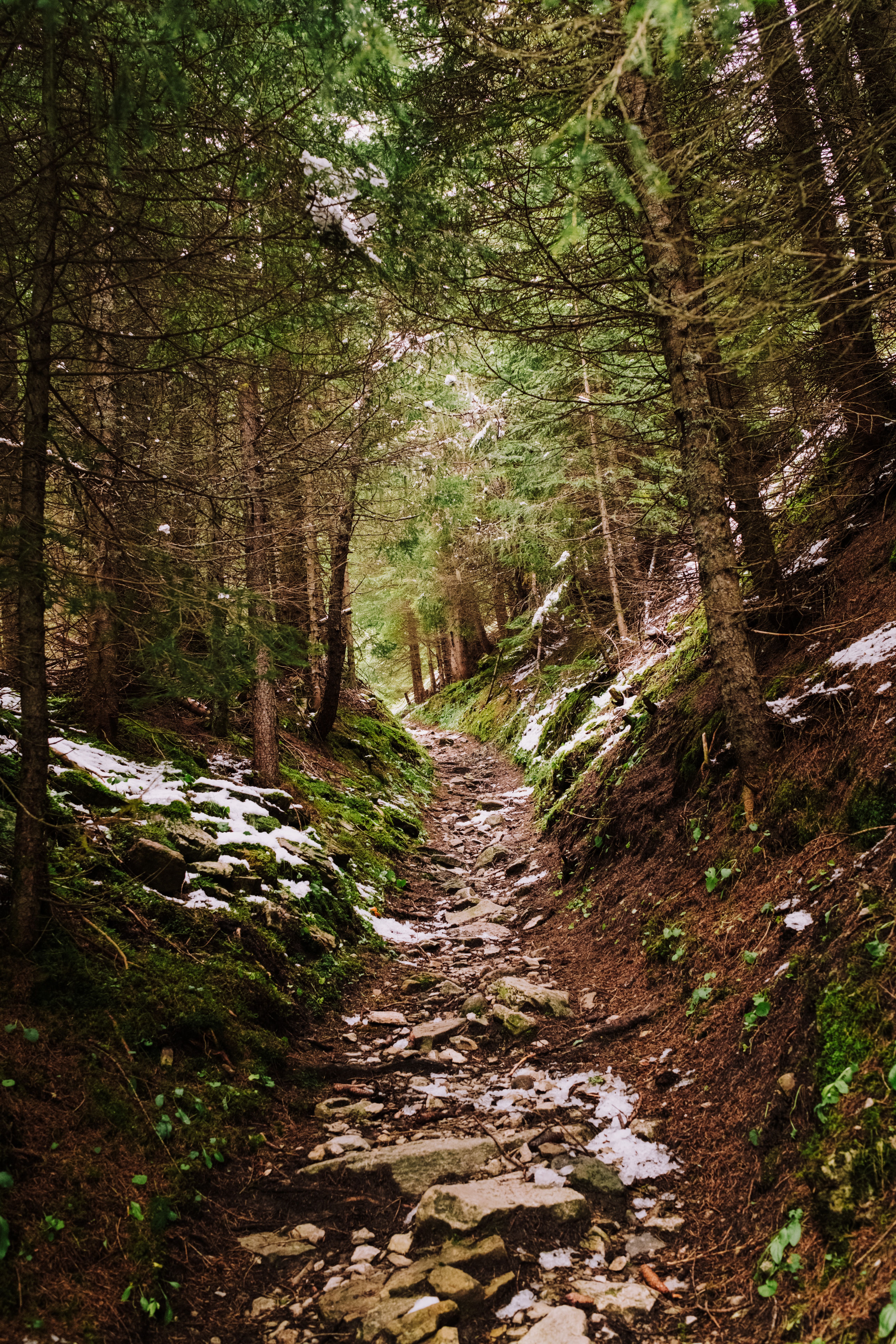 Misty Forest Path in Canazei, Italy · Free Stock Photo