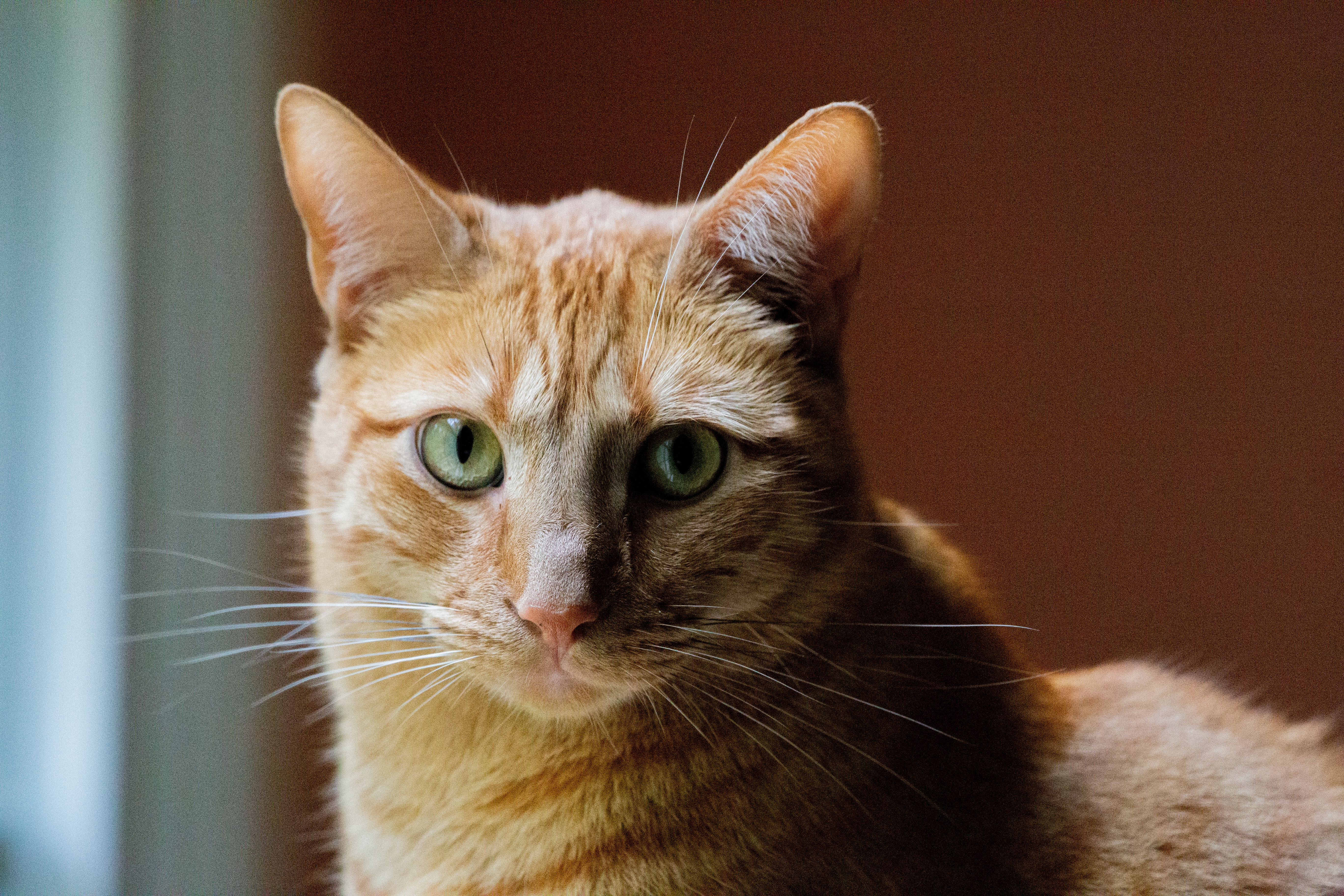 Person Holding Orange Tabby Cat · Free Stock Photo