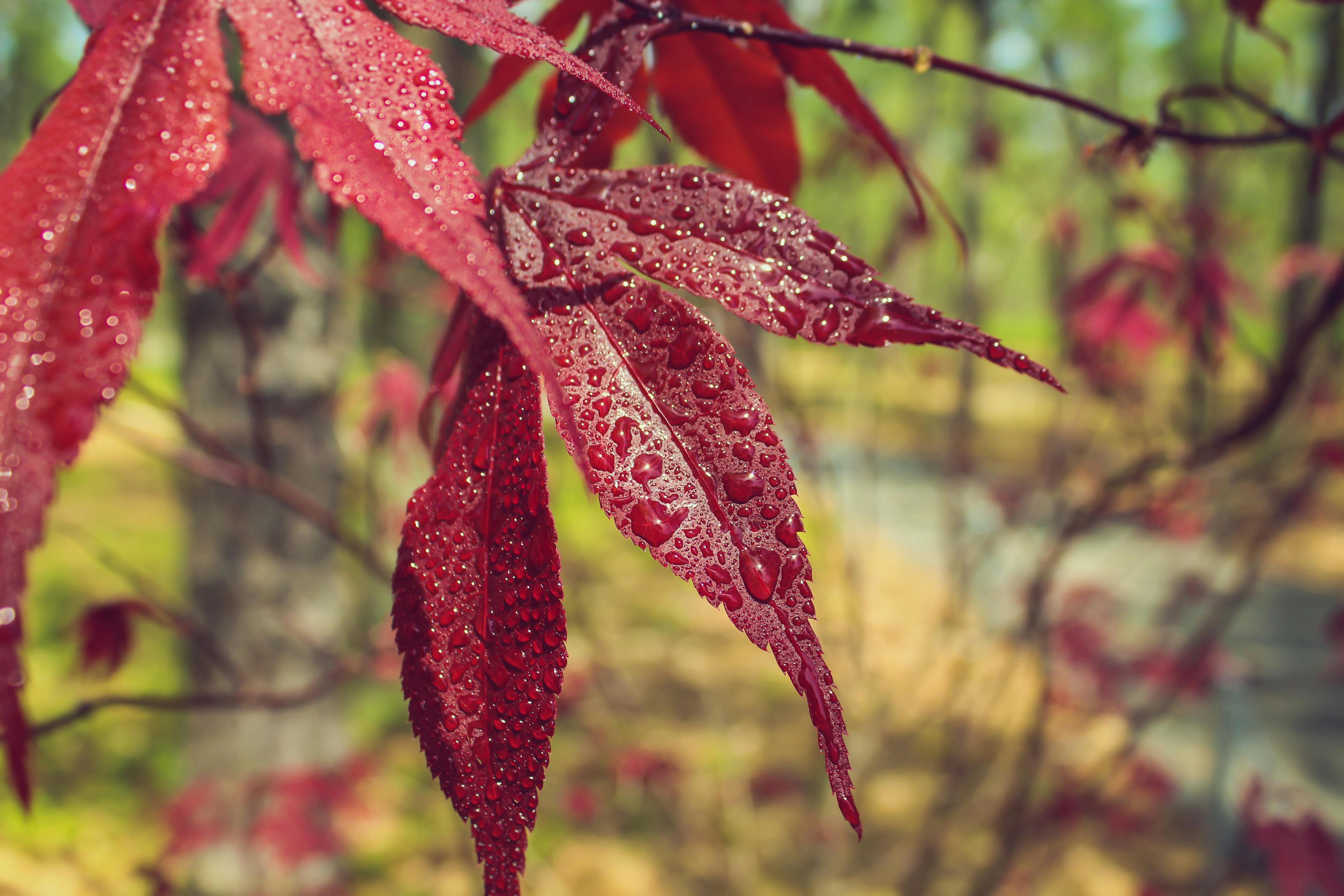 Three Maple Leaves On Window · Free Stock Photo