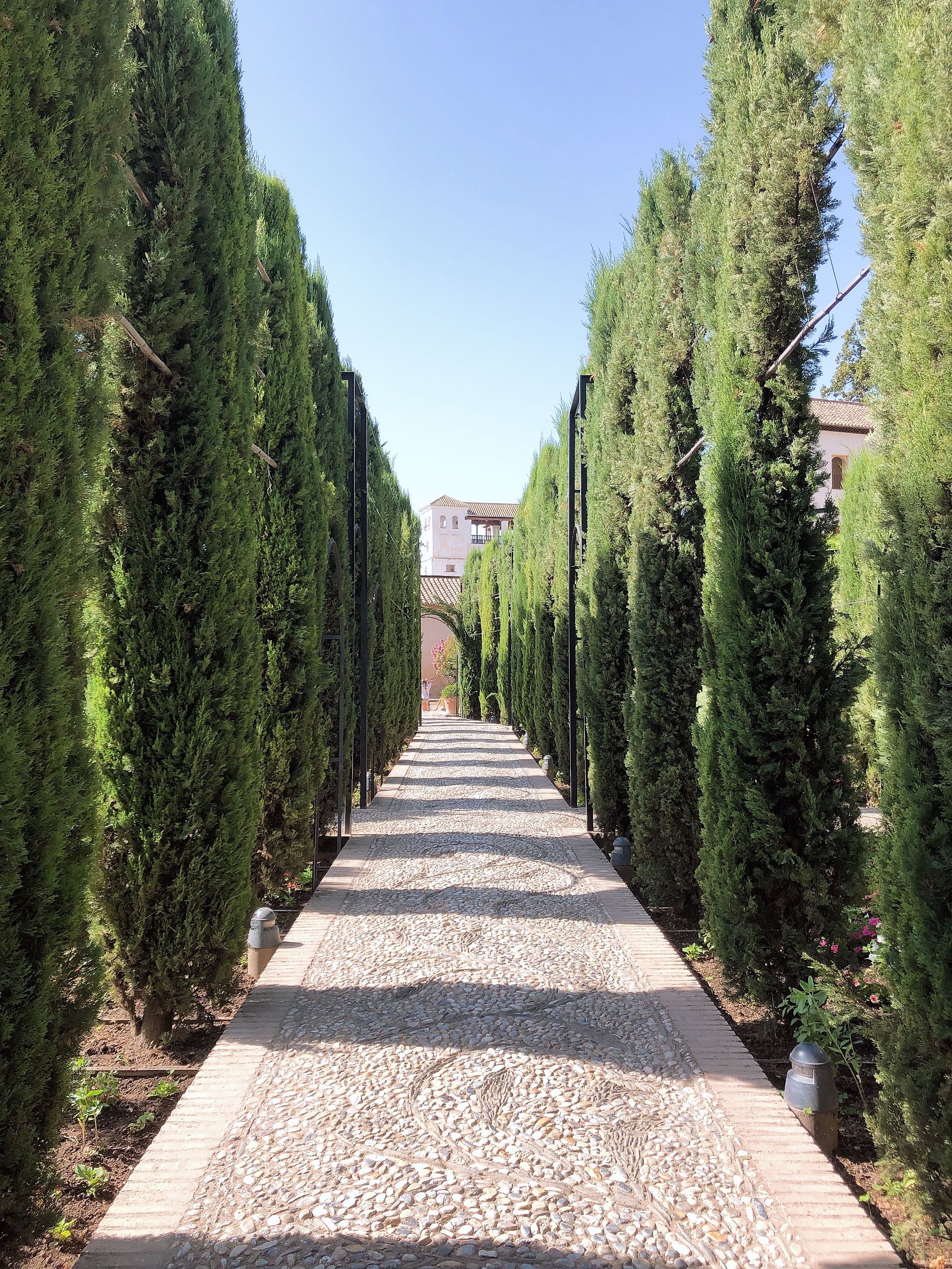 Scenic Cypress Tree Lined Path in Sunlight · Free Stock Photo