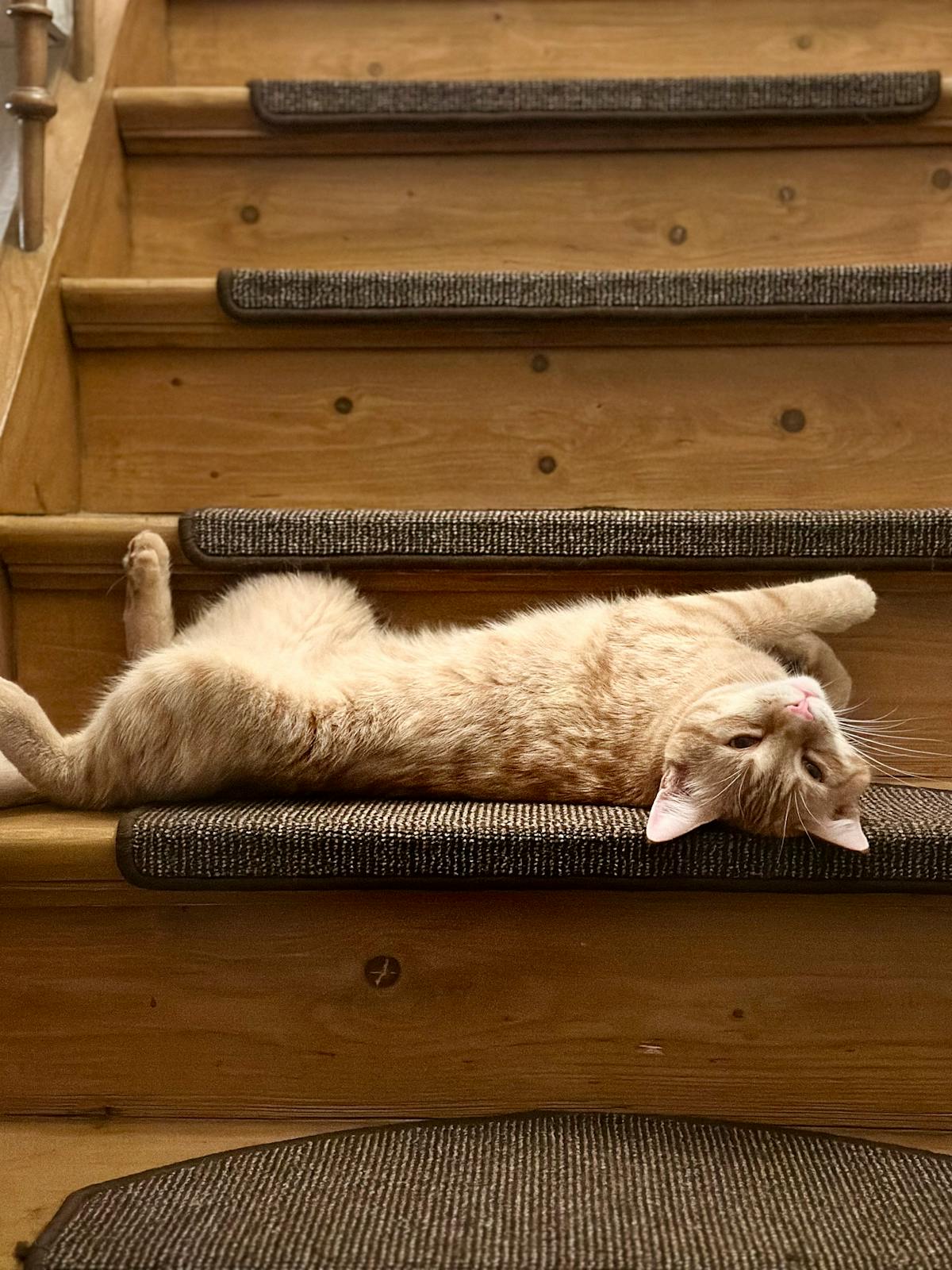 Silly Cat Photos, Download The BEST Free Silly Cat Stock Photos & HD Images