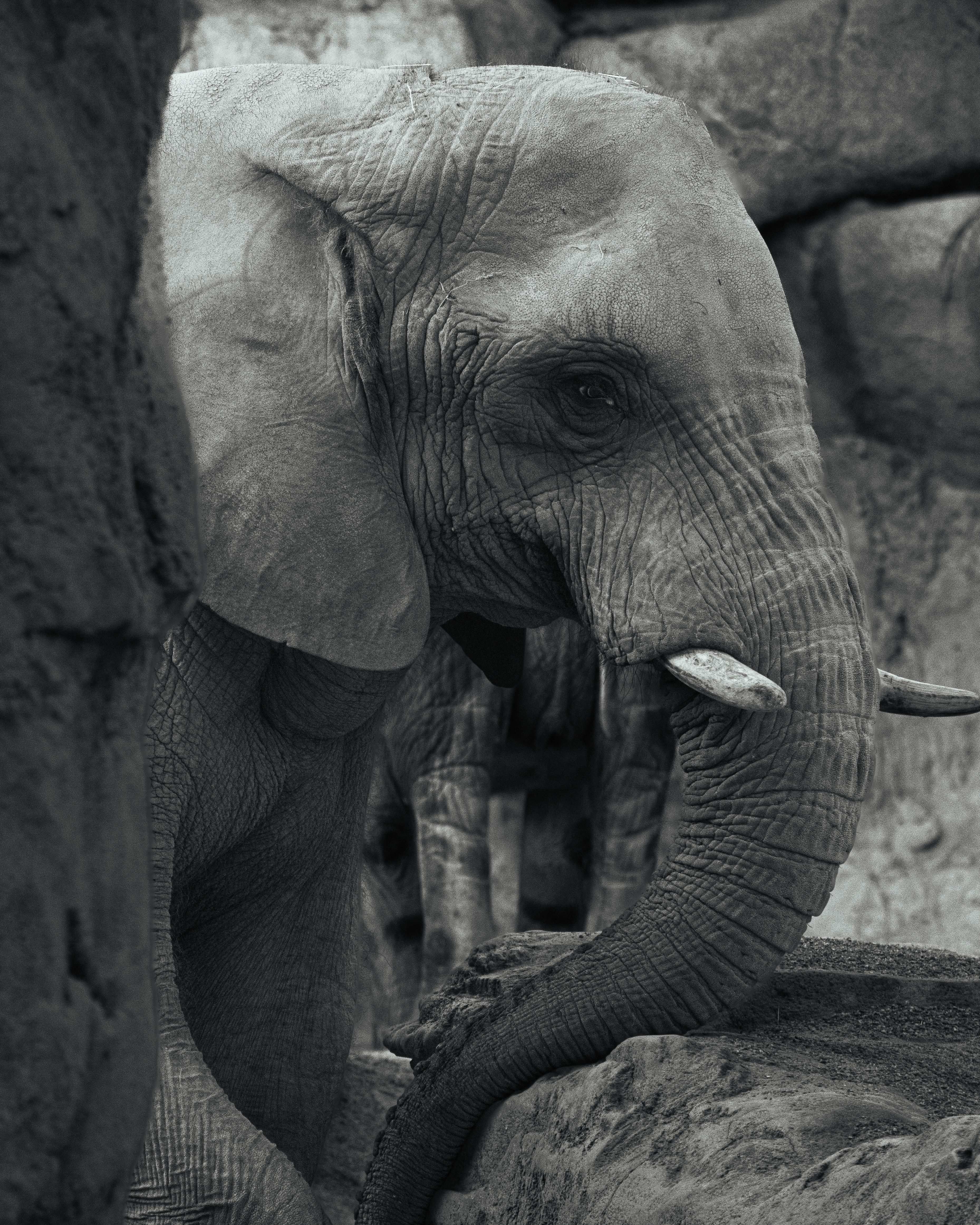 Gray Elephant · Free Stock Photo