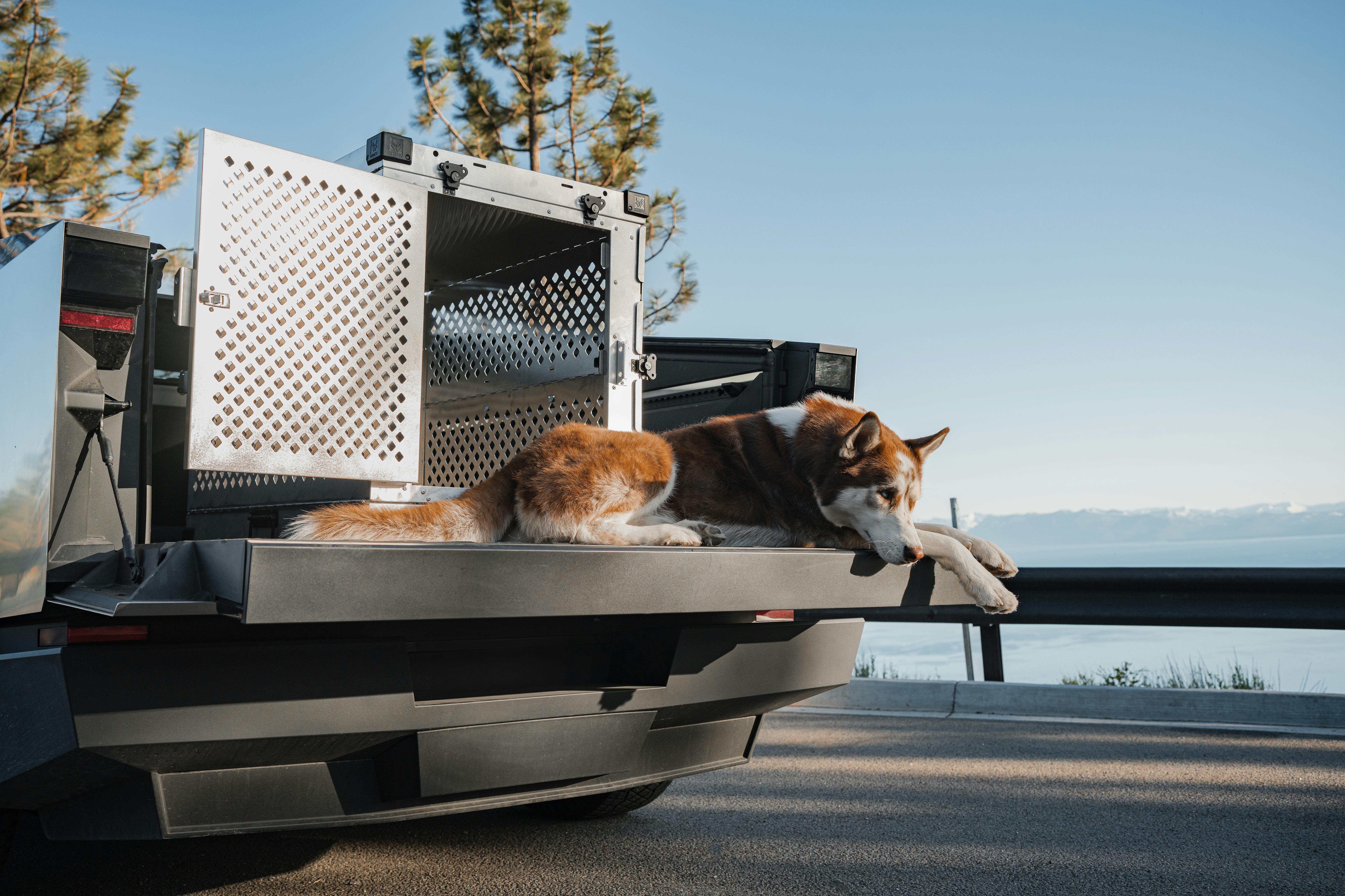 Siberian Husky Relaxing in Truck Bed Crate Outdoors · Free Stock Photo