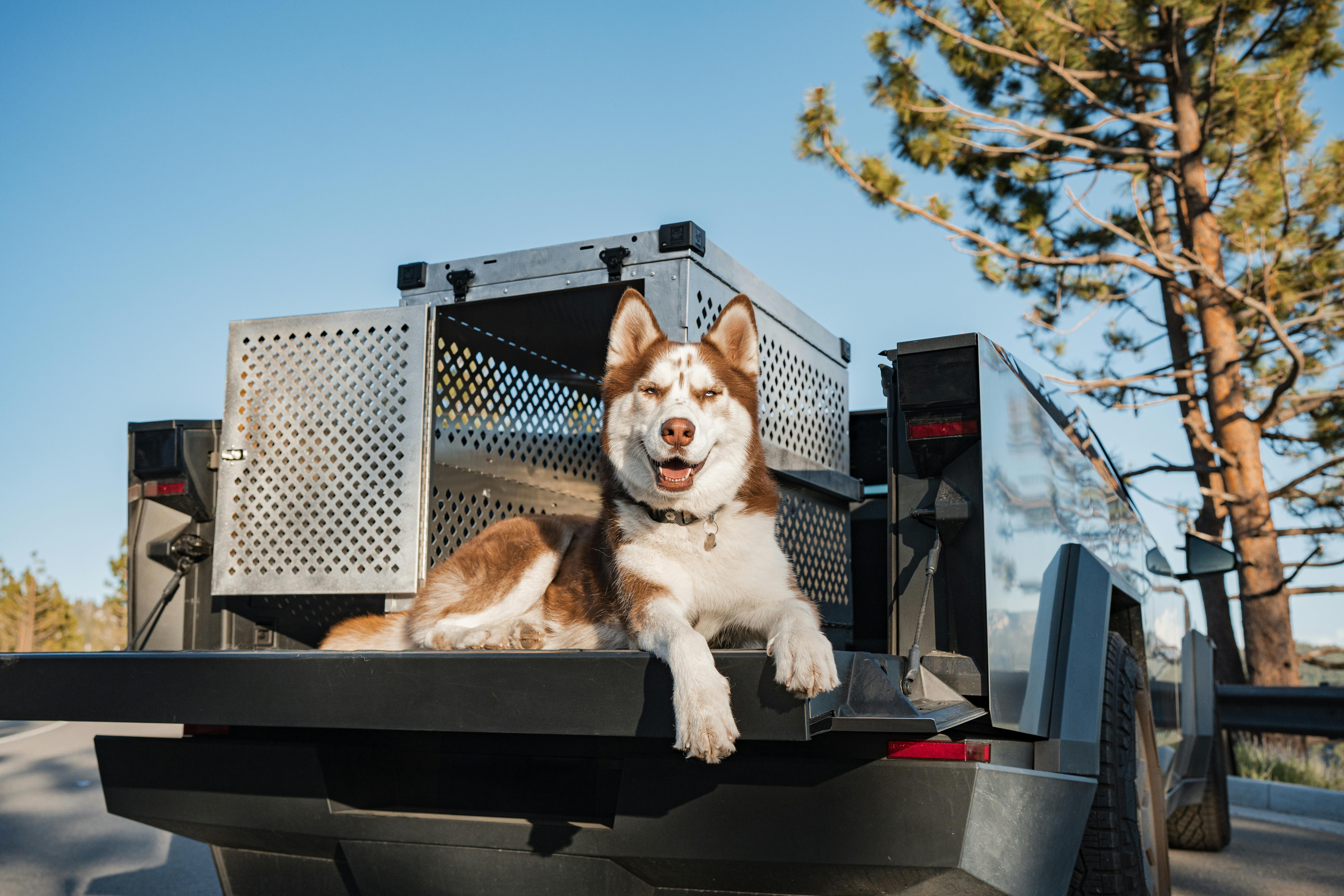 Siberian Husky Dan Tesla Cybertruck: Kandang Anjing Berbahan Aluminium ...