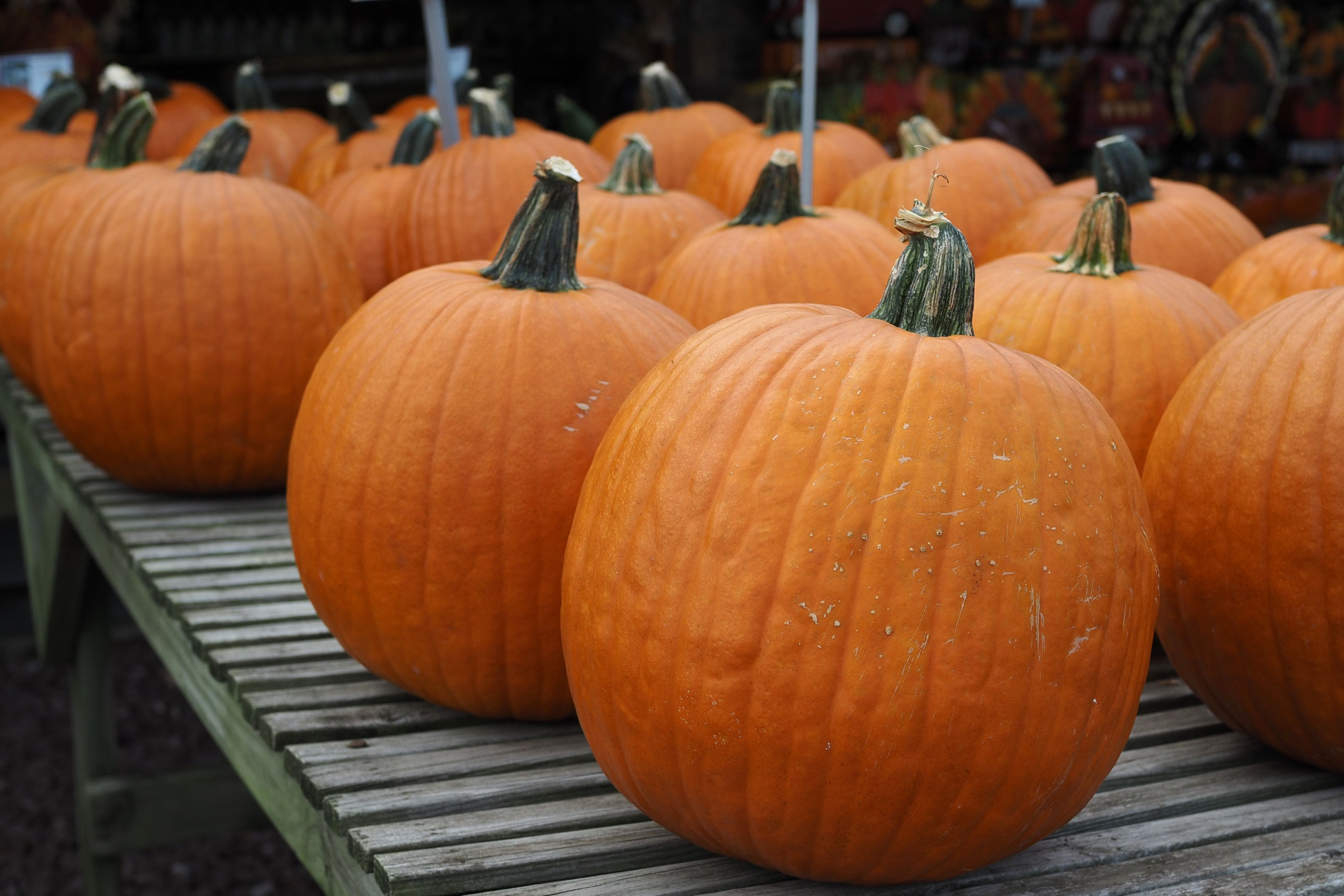 Pumpkins on Display at Ivyland Market · Free Stock Photo