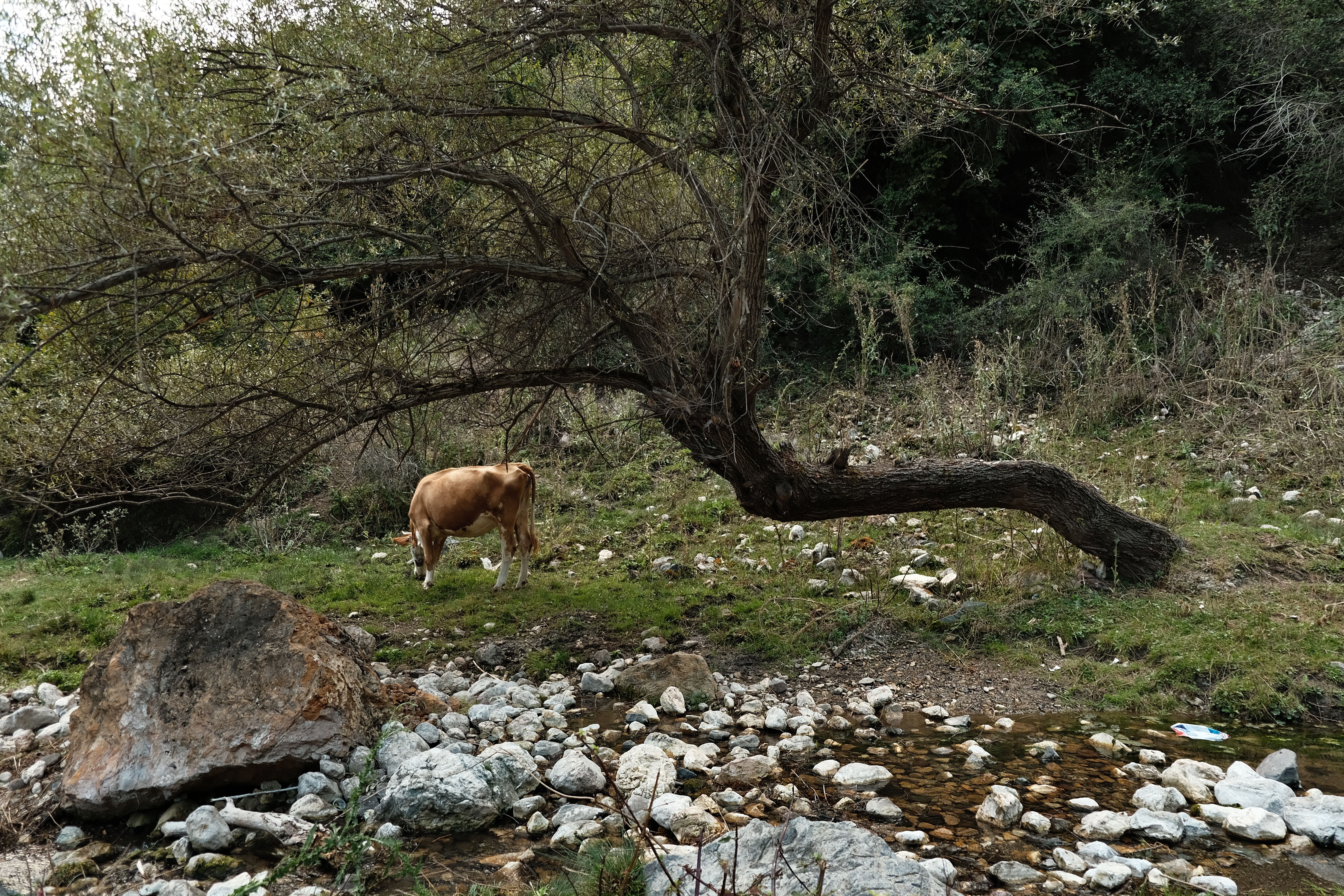 Scenic Rural Landscape with Grazing Cow and Stream · Free Stock Photo
