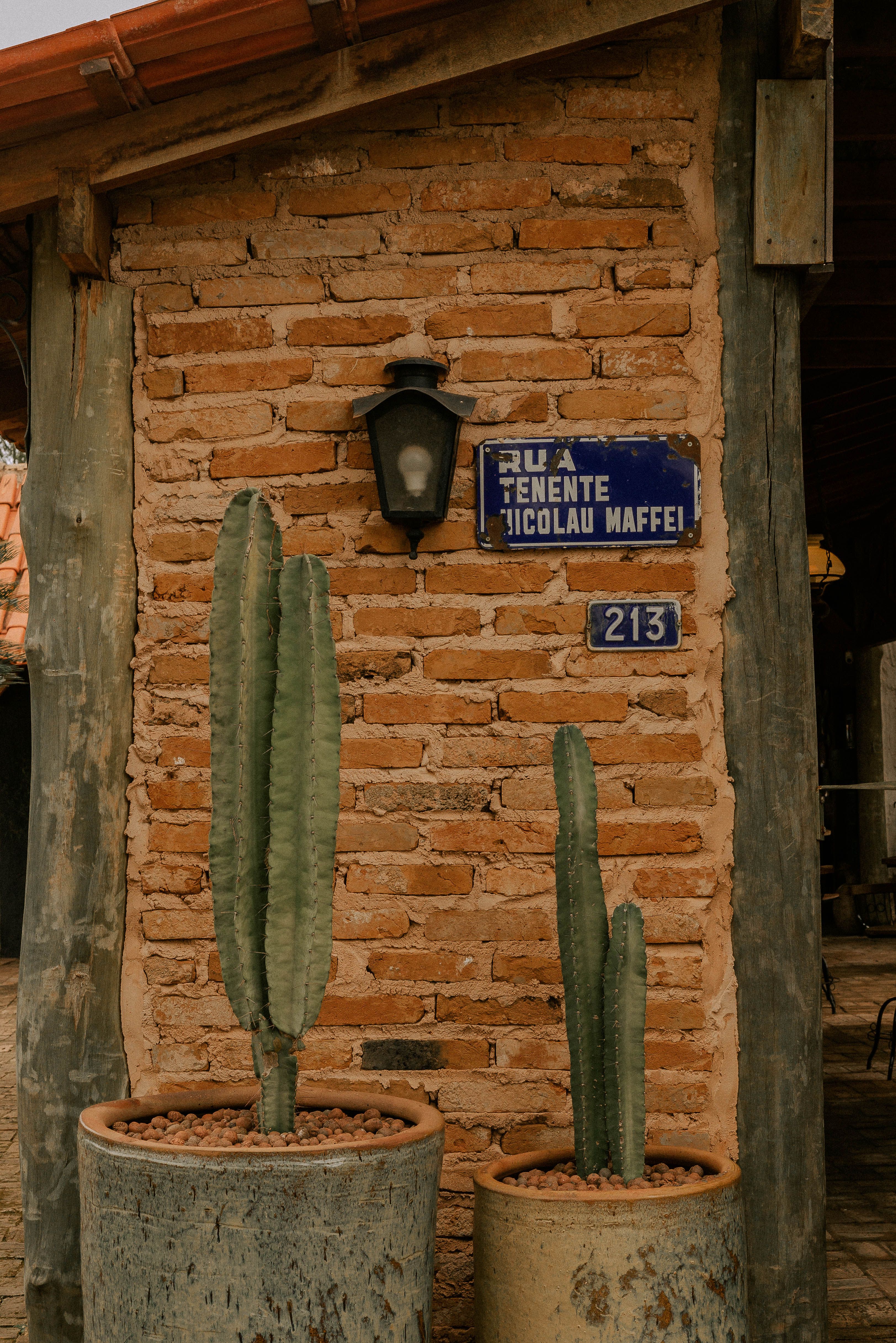 Rustic Brick Wall with Cacti in Brazilian Street · Free Stock Photo