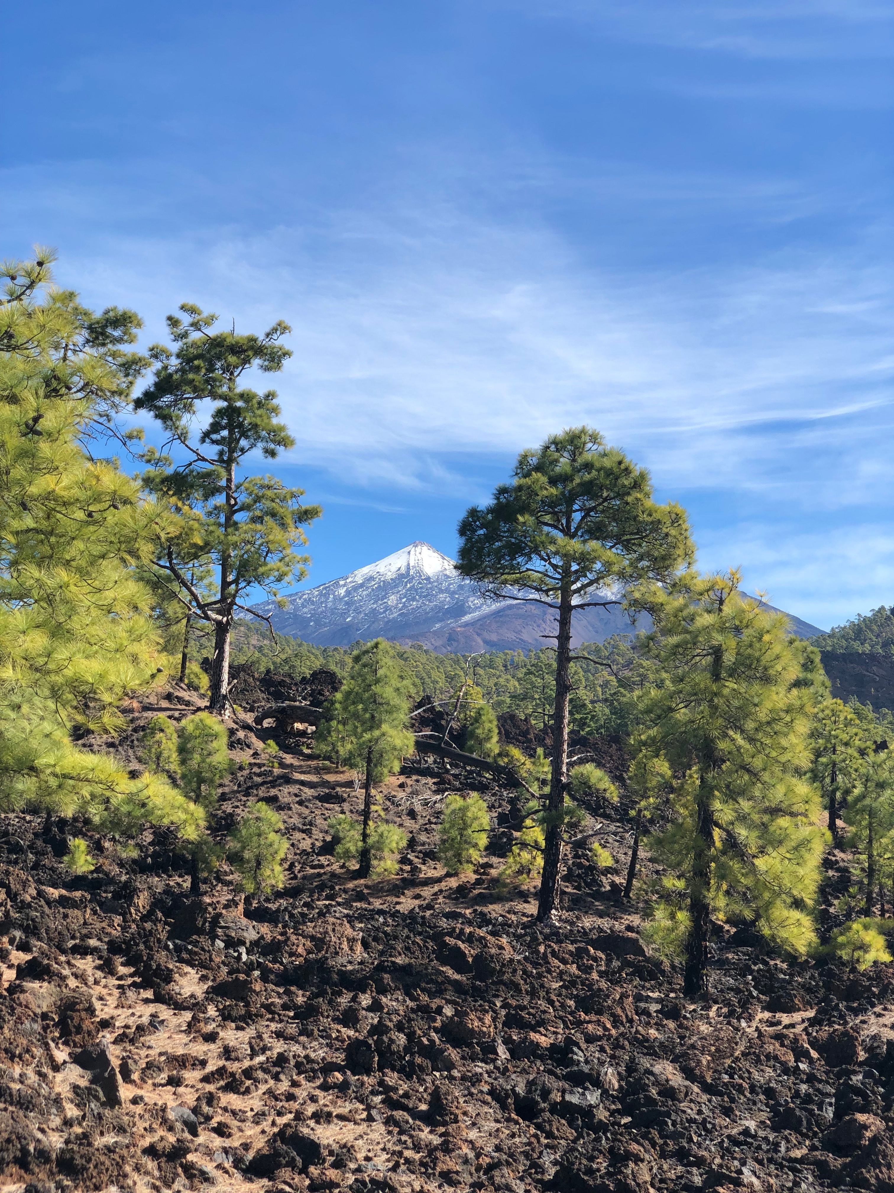 Scenic View of Mount Teide with Pine Trees · Free Stock Photo