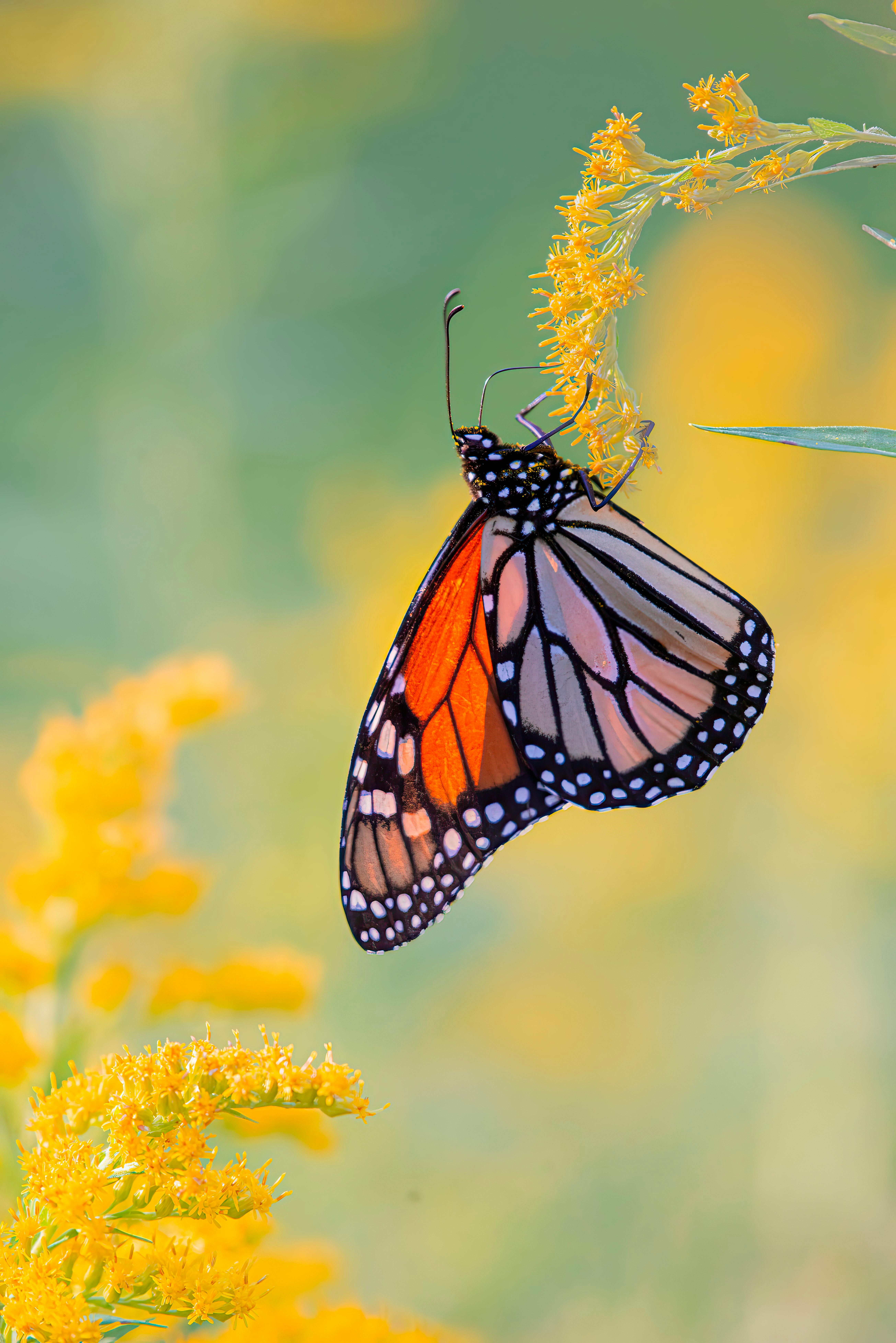 Butterfly on flowers · Free Stock Photo