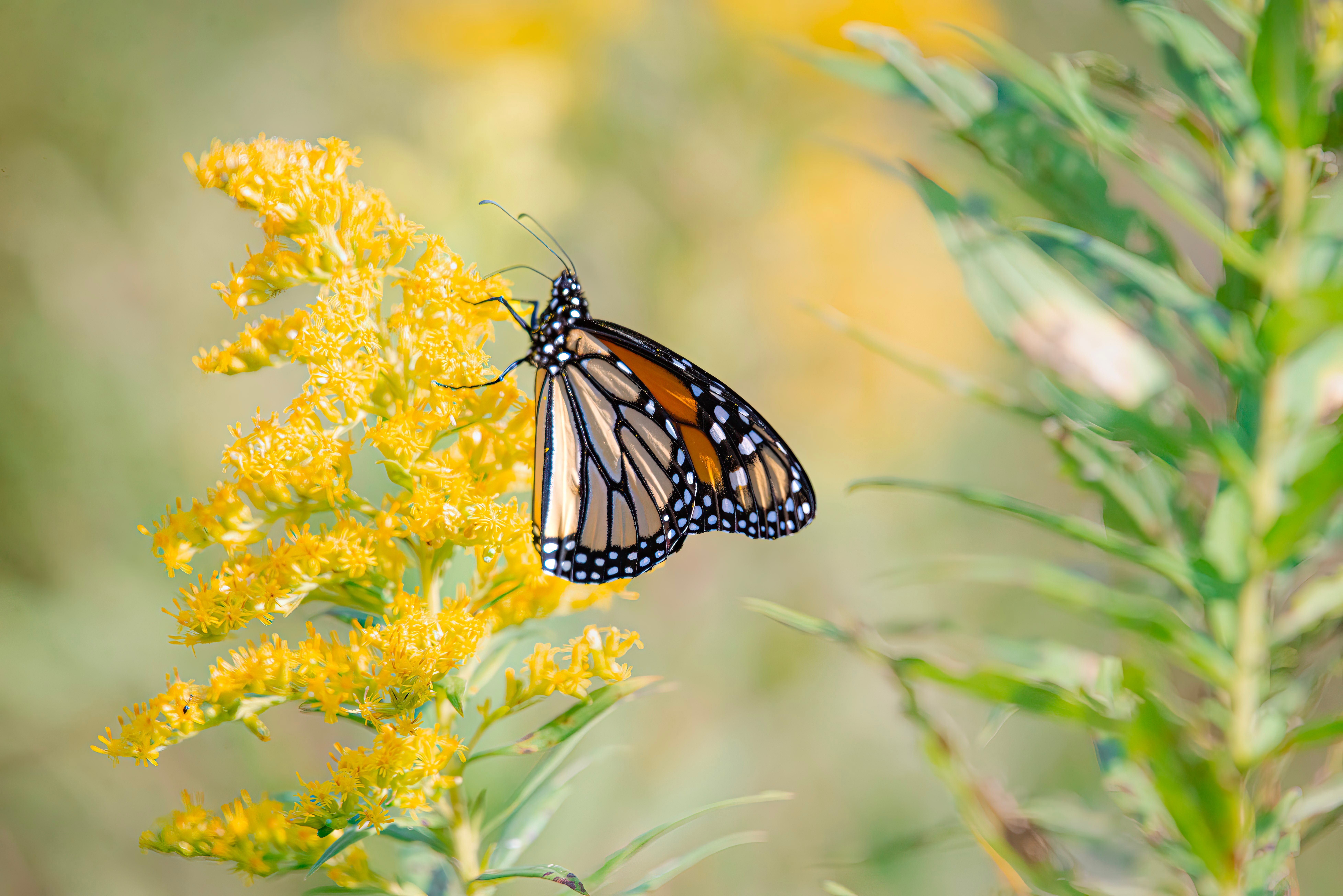 Monarch Butterfly on Goldenrod in Natural Habitat · Free Stock Photo