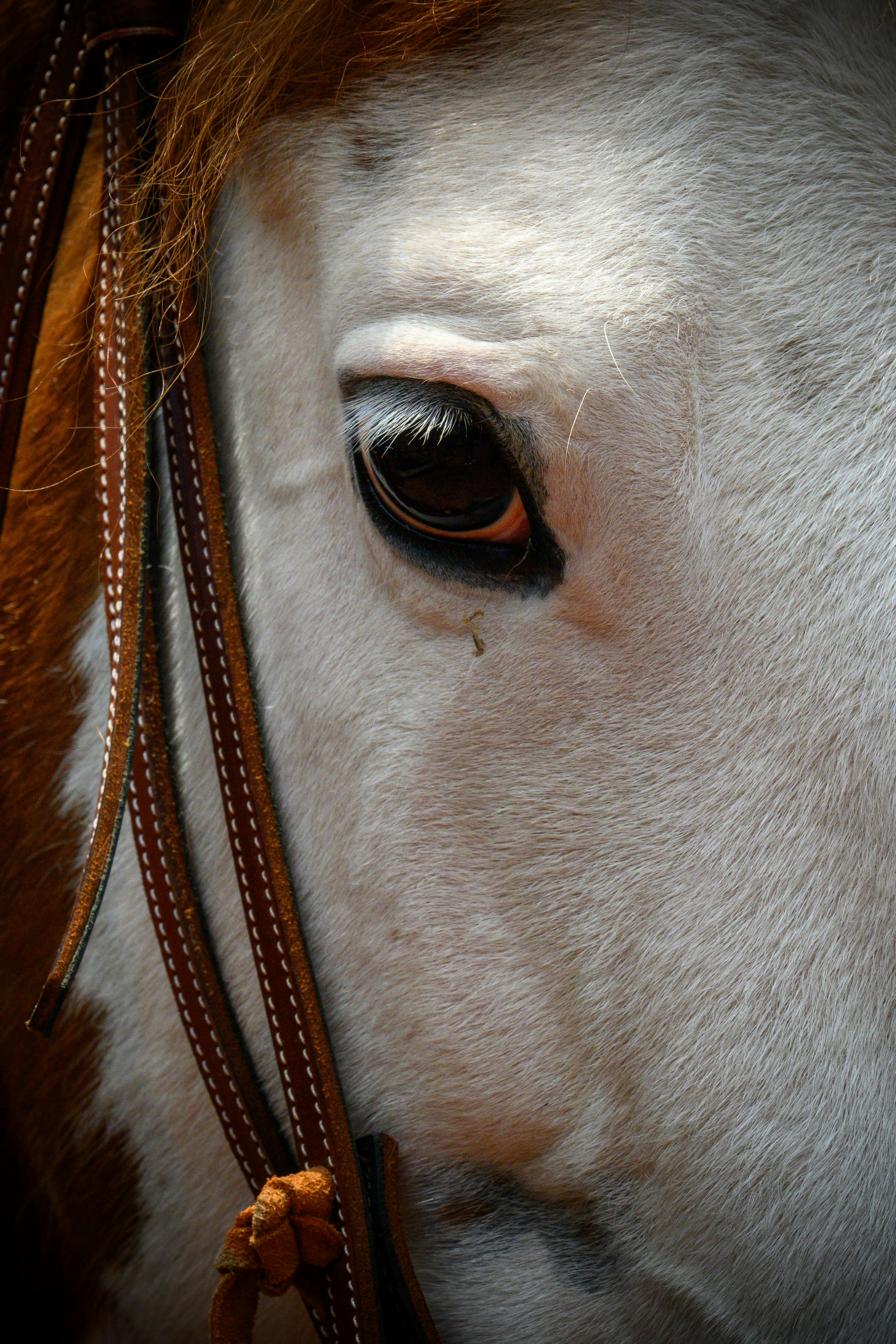Close-up of a White Horse's Eye with Bridle Detail · Free Stock Photo