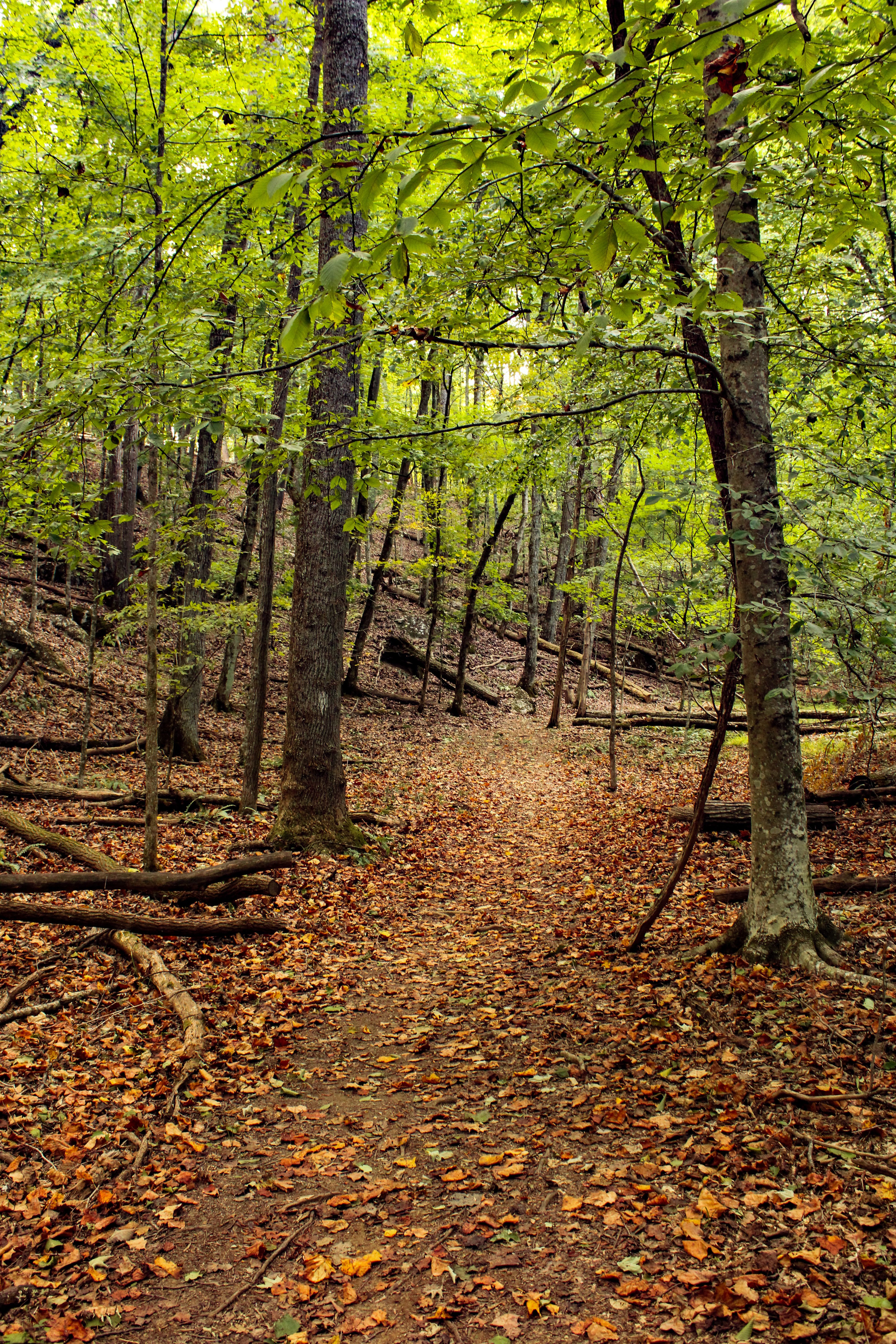 Scenic Autumn Forest Trail in East Tennessee · Free Stock Photo