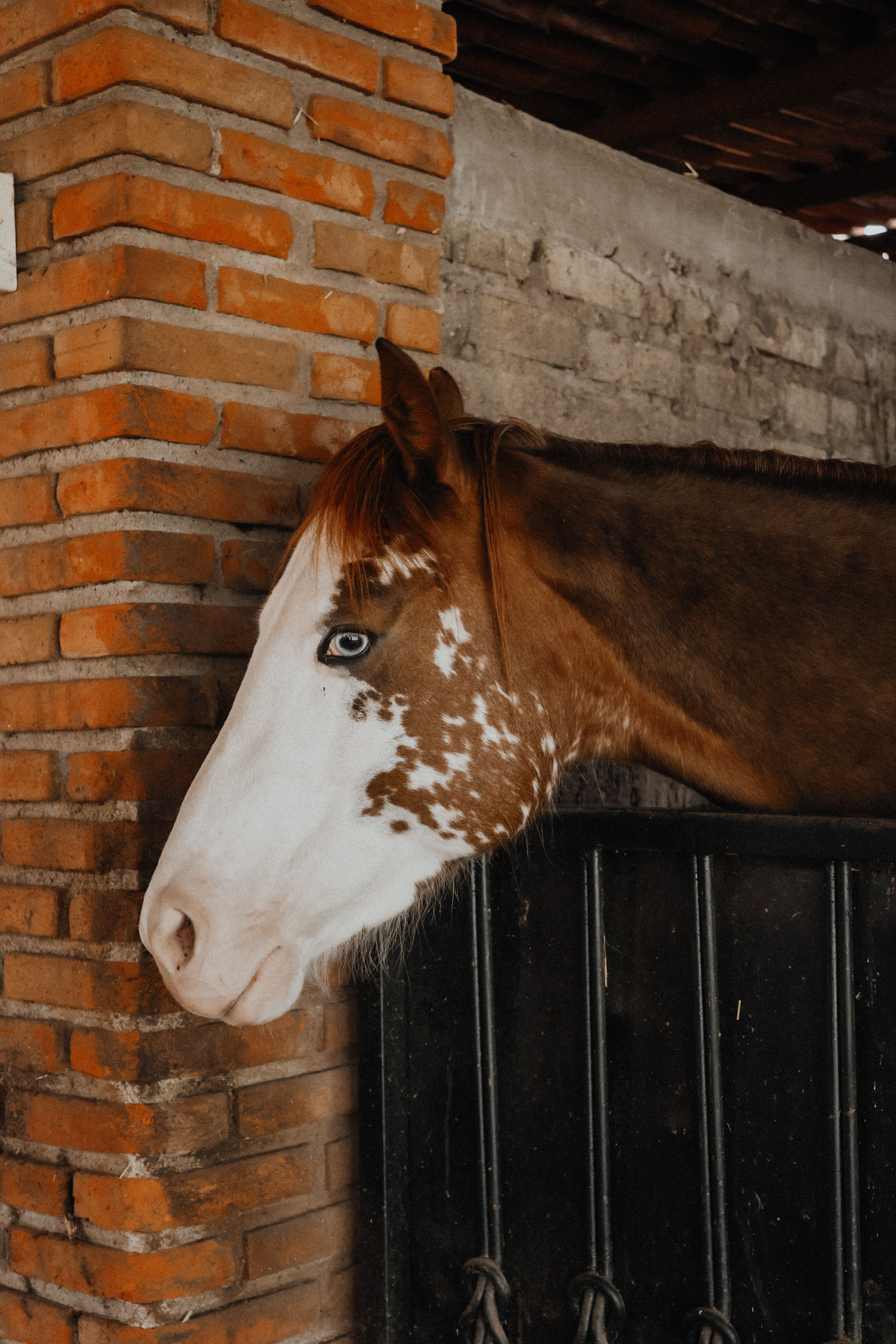 Beautiful Paint Horse in a Stable · Free Stock Photo