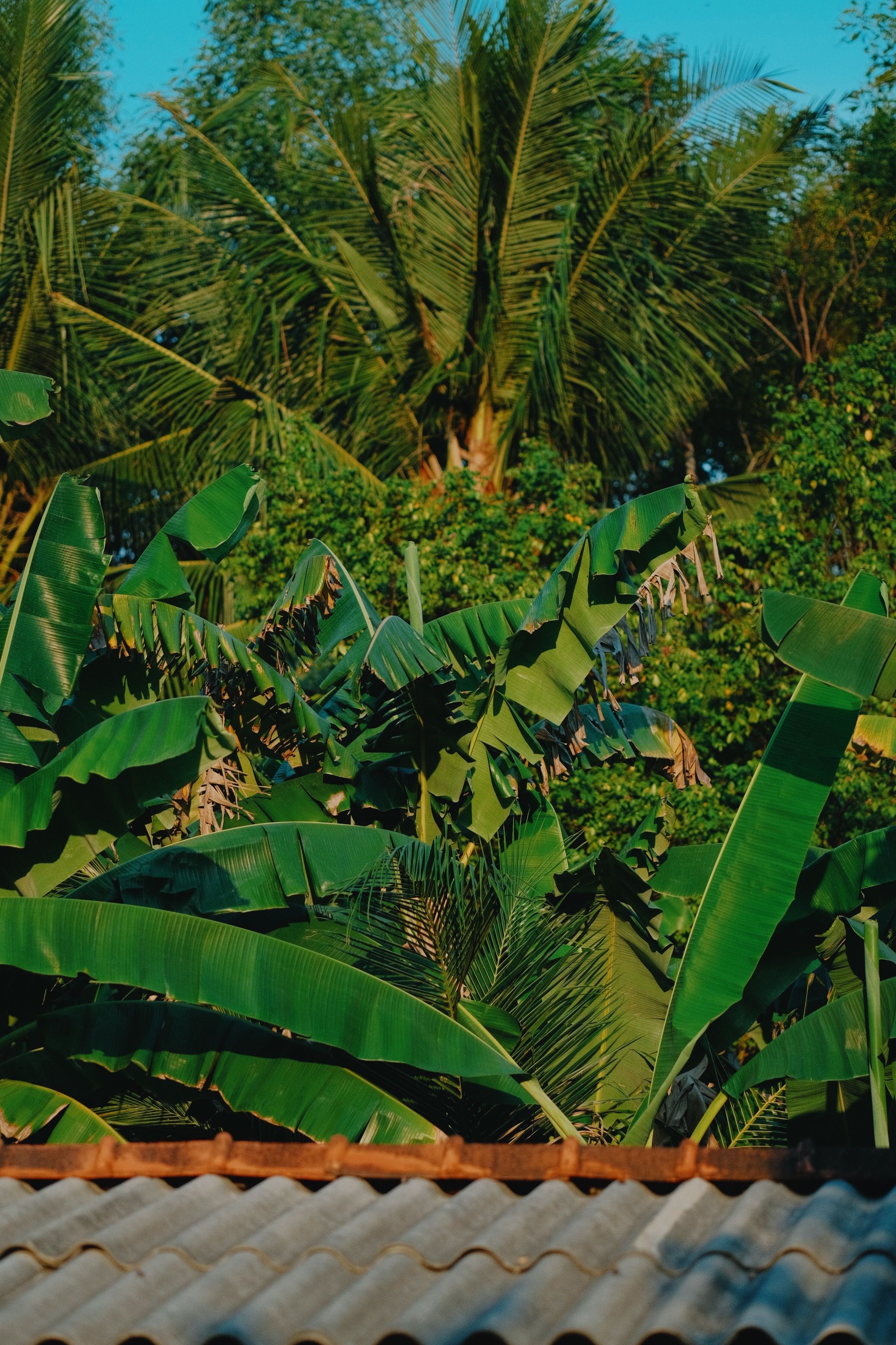 Lush Tropical Banana and Palm Tree Canopy · Free Stock Photo