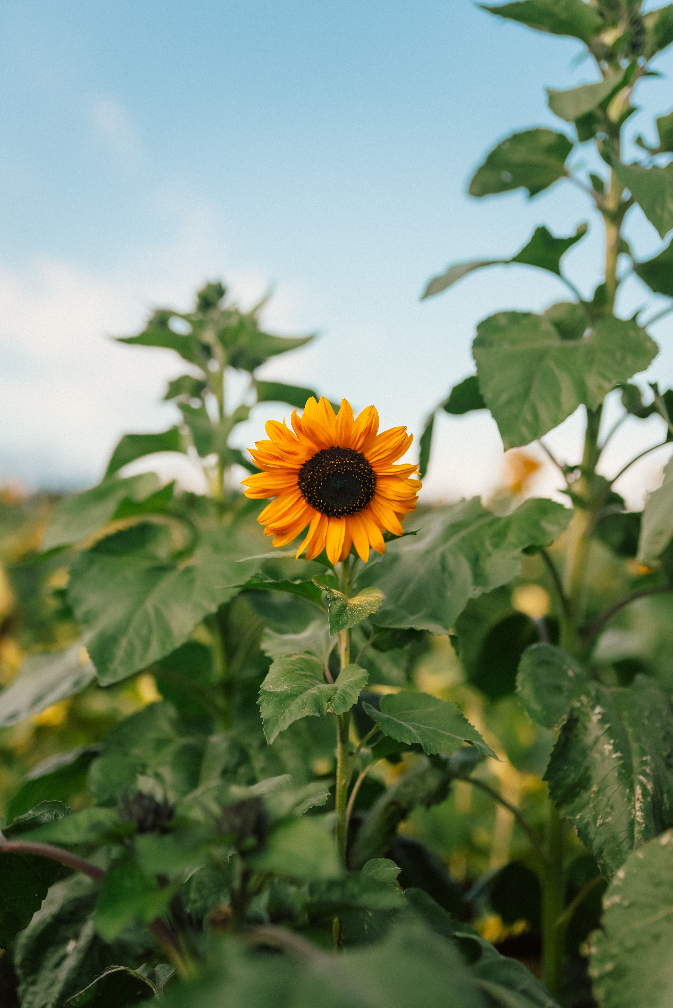 Vibrant Sunflower in Seattle Summer Garden · Free Stock Photo