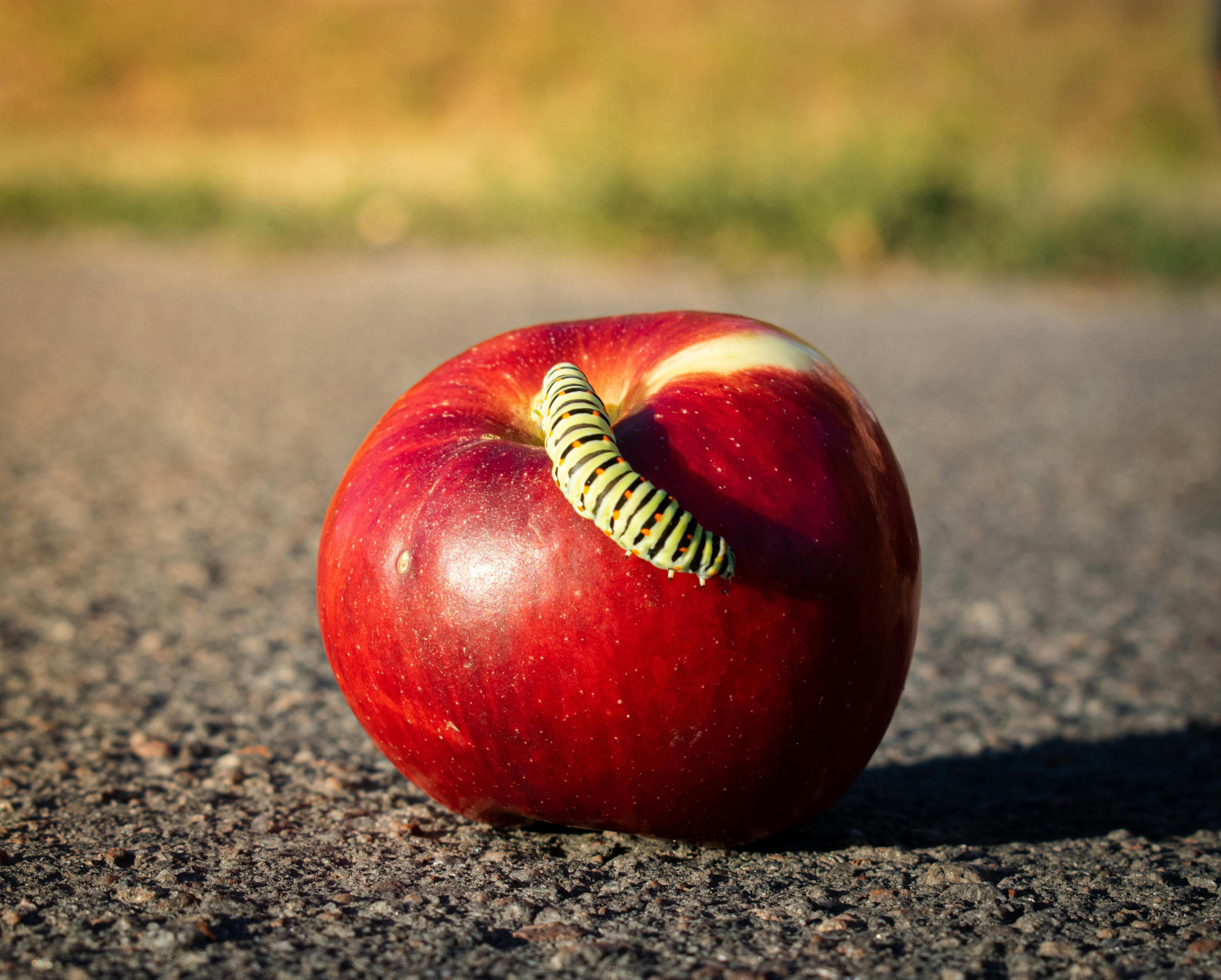 Food Crawl Photos, Download The BEST Free Food Crawl Stock Photos & HD ...