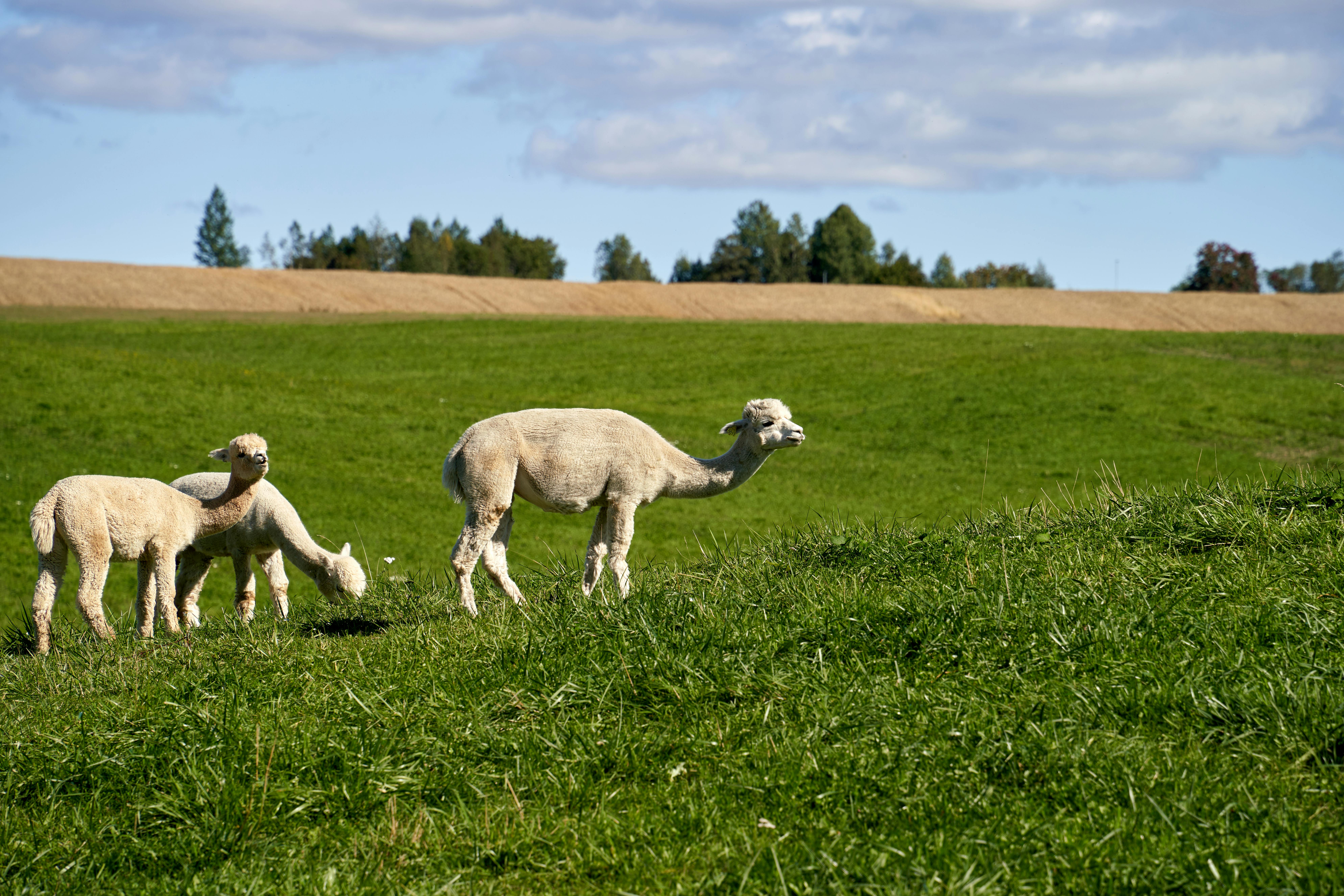 Alpacas Grazing in Norwegian Countryside · Free Stock Photo