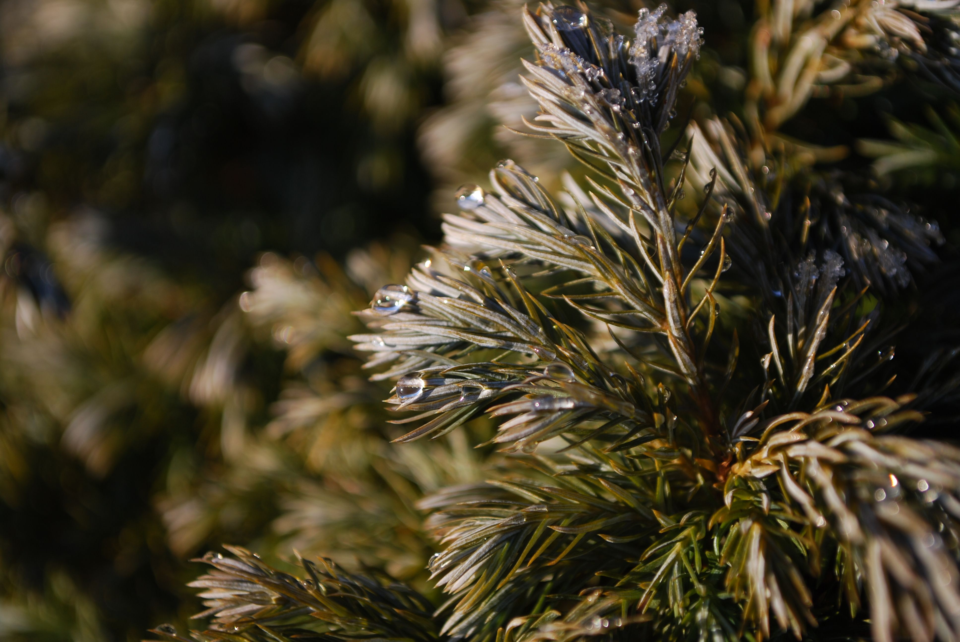Free stock photo of cold, conifer, freeze - Stock Image - Everypixel