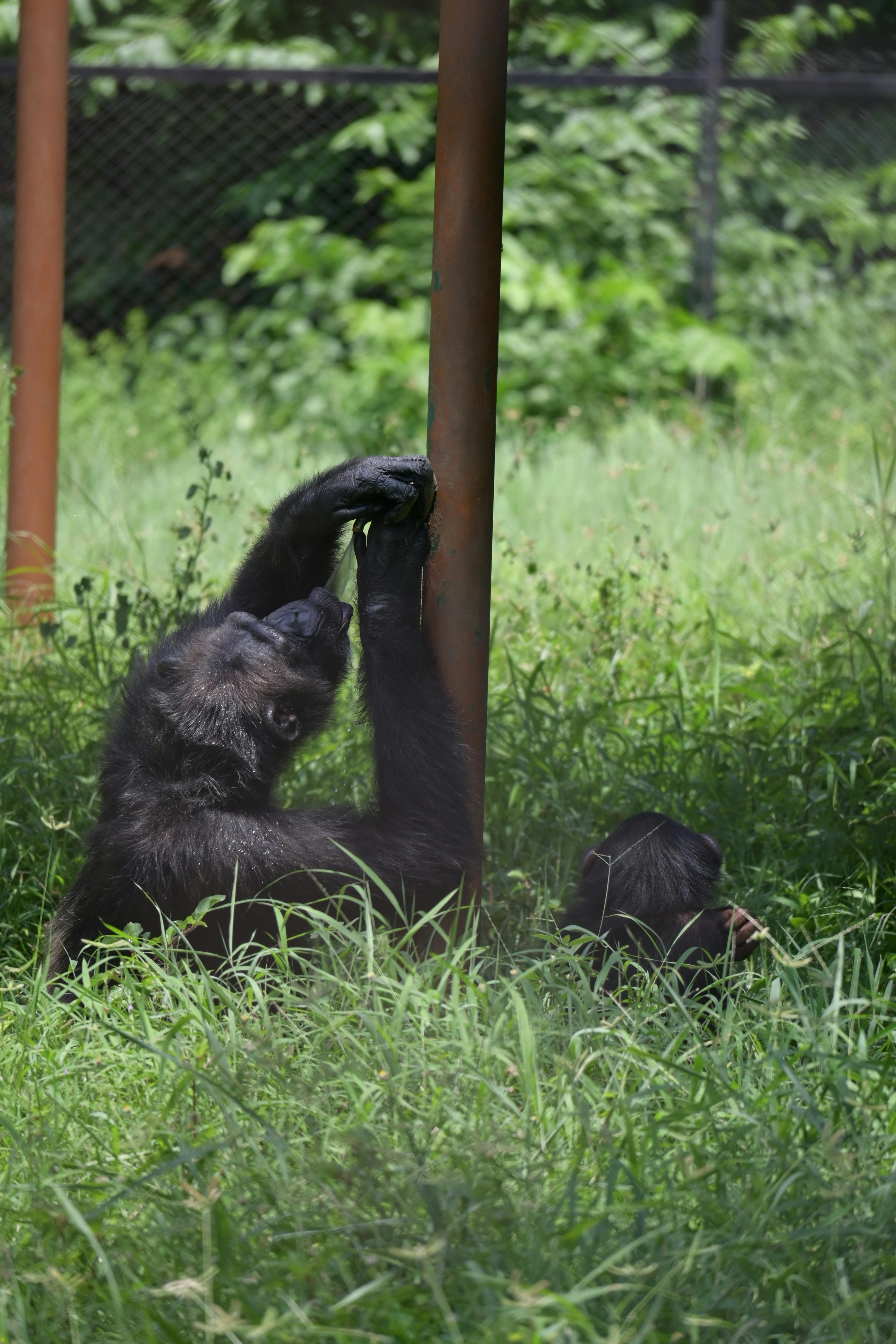 Chimpanzee Relaxing in Grassy Enclosure · Free Stock Photo