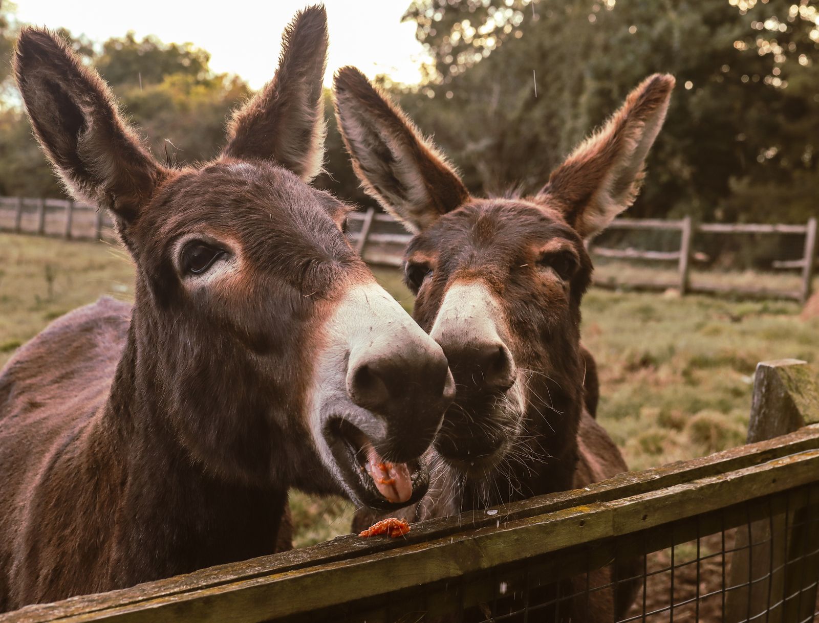 Funny Donkey Photos, Download The BEST Free Funny Donkey Stock Photos ...
