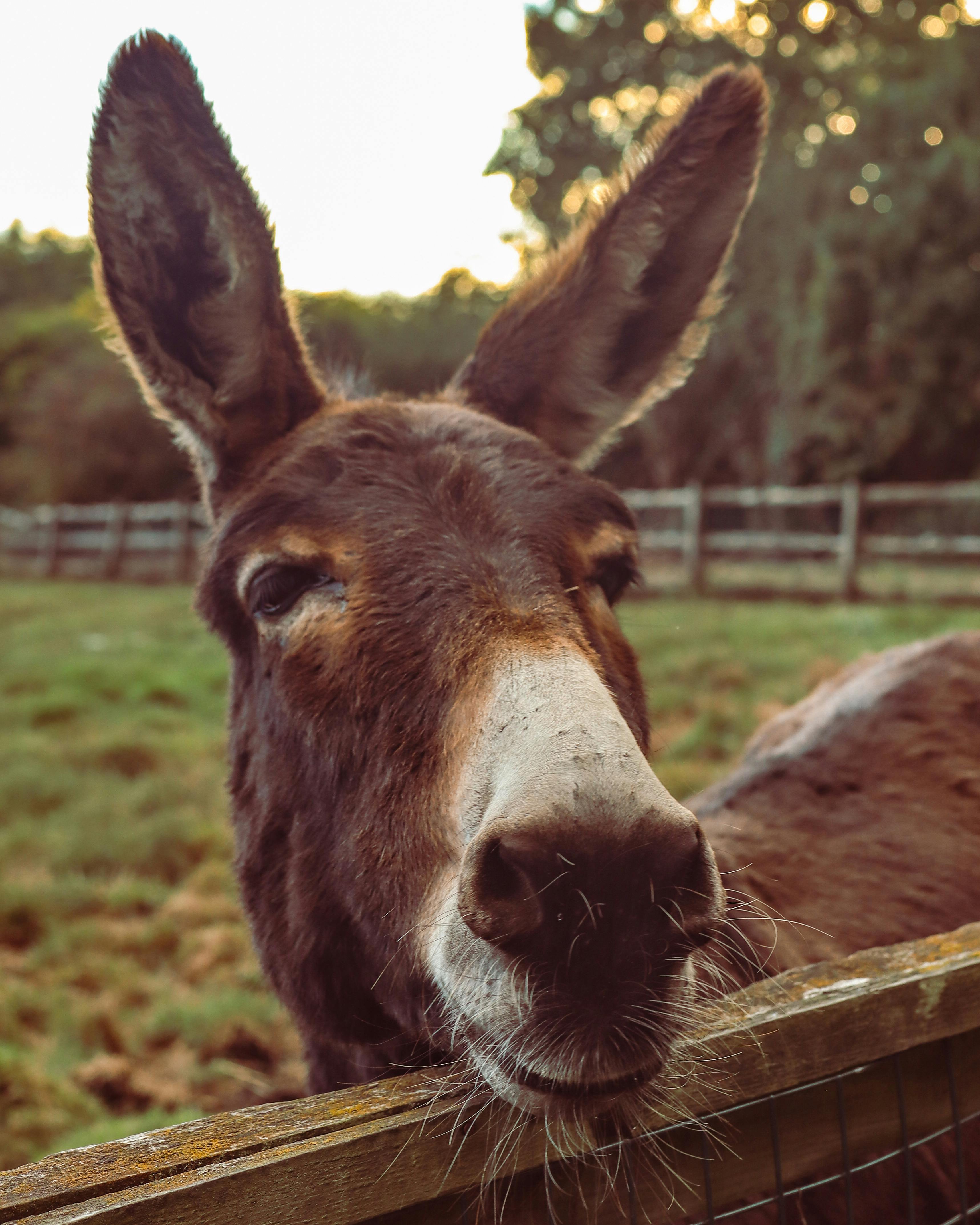 Close-up of a Curious Donkey in Pastoral Setting · Free Stock Photo