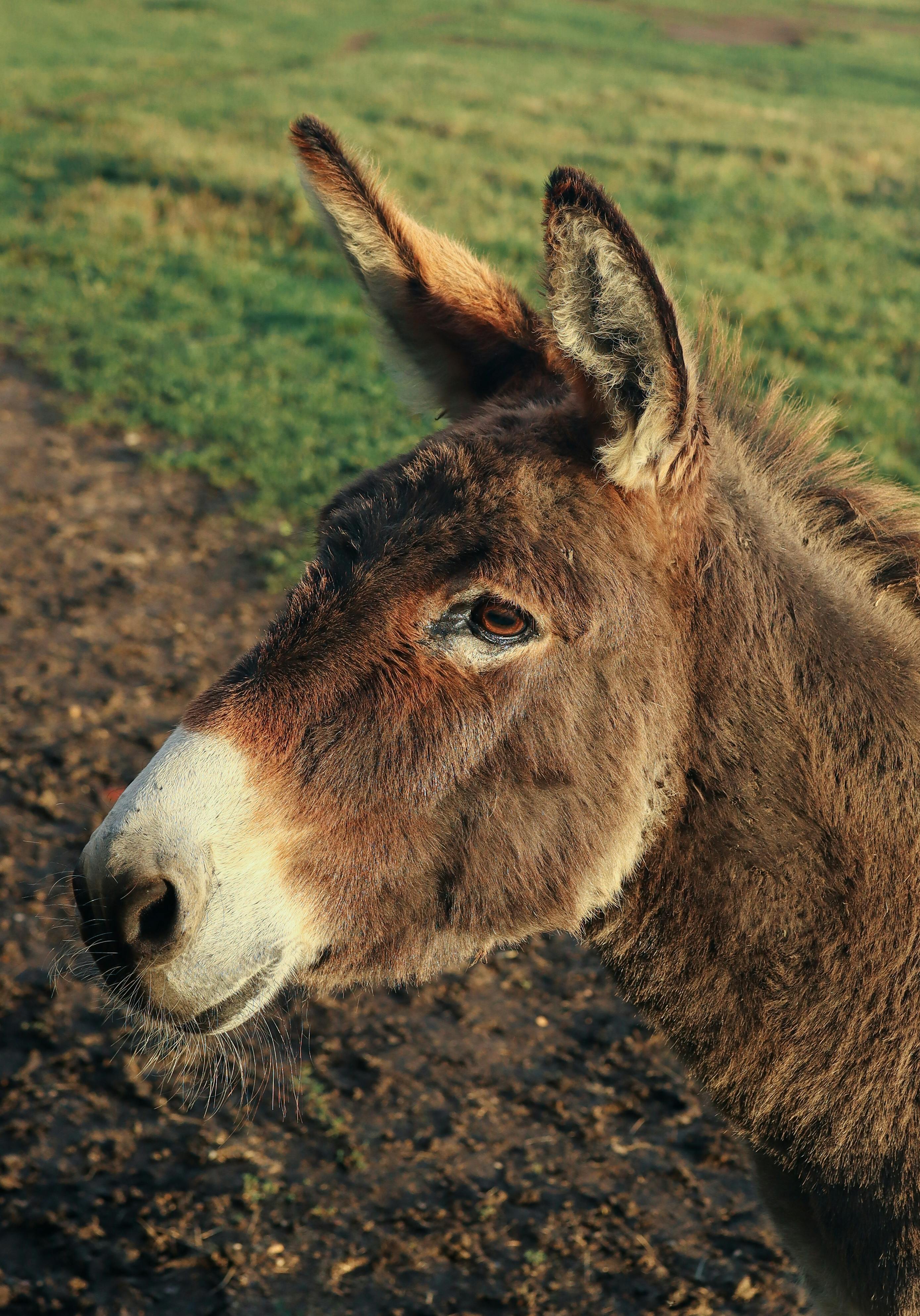 Donkey · Free Stock Photo