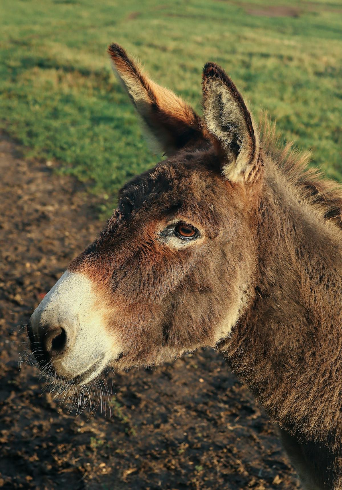 Funny Donkey Pictures Photos, Download The BEST Free Funny Donkey ...