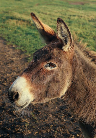 Funny Donkey Pictures Photos, Download The BEST Free Funny Donkey ...