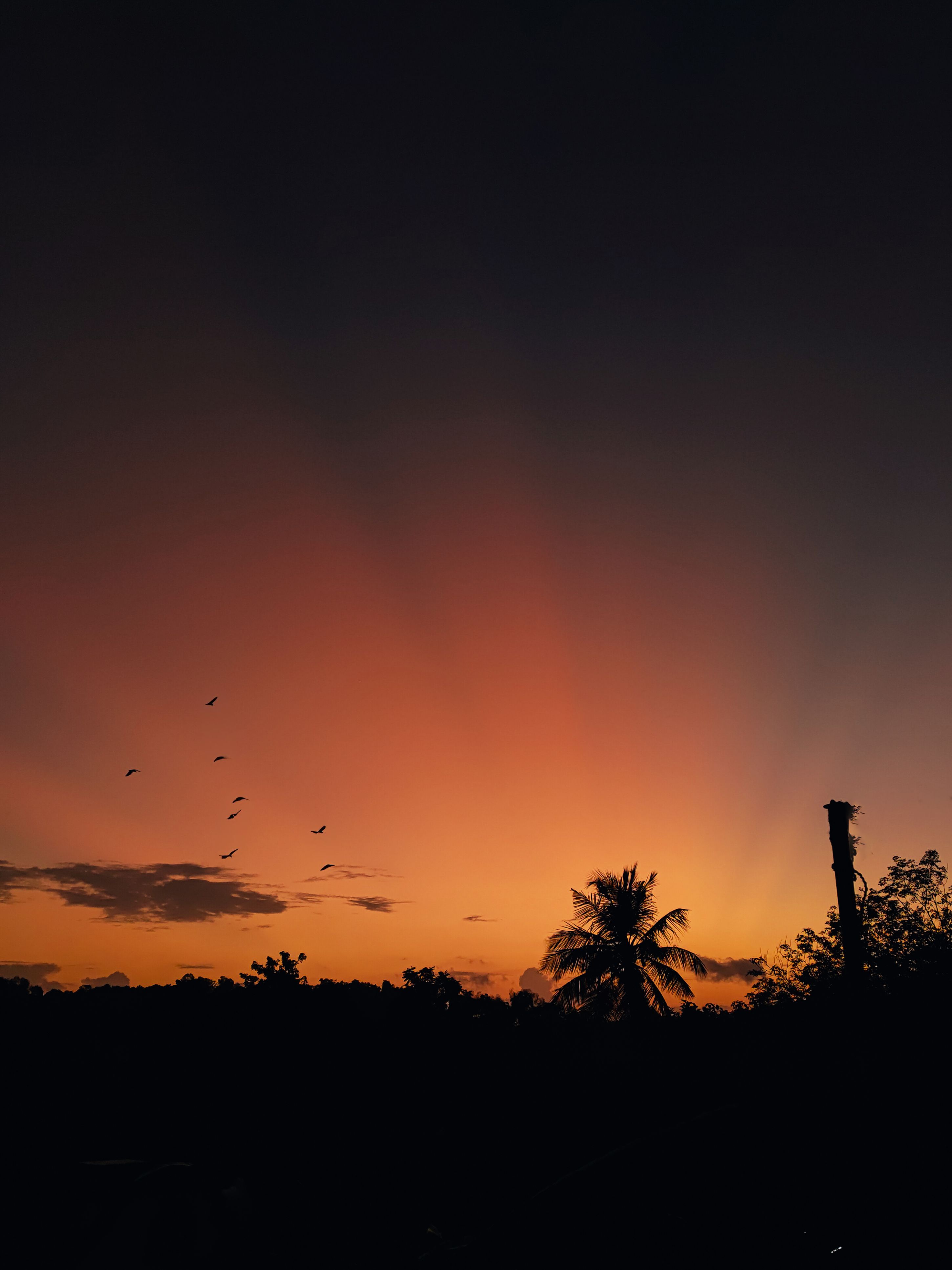 Serene Sunset with Palm Trees in India · Free Stock Photo