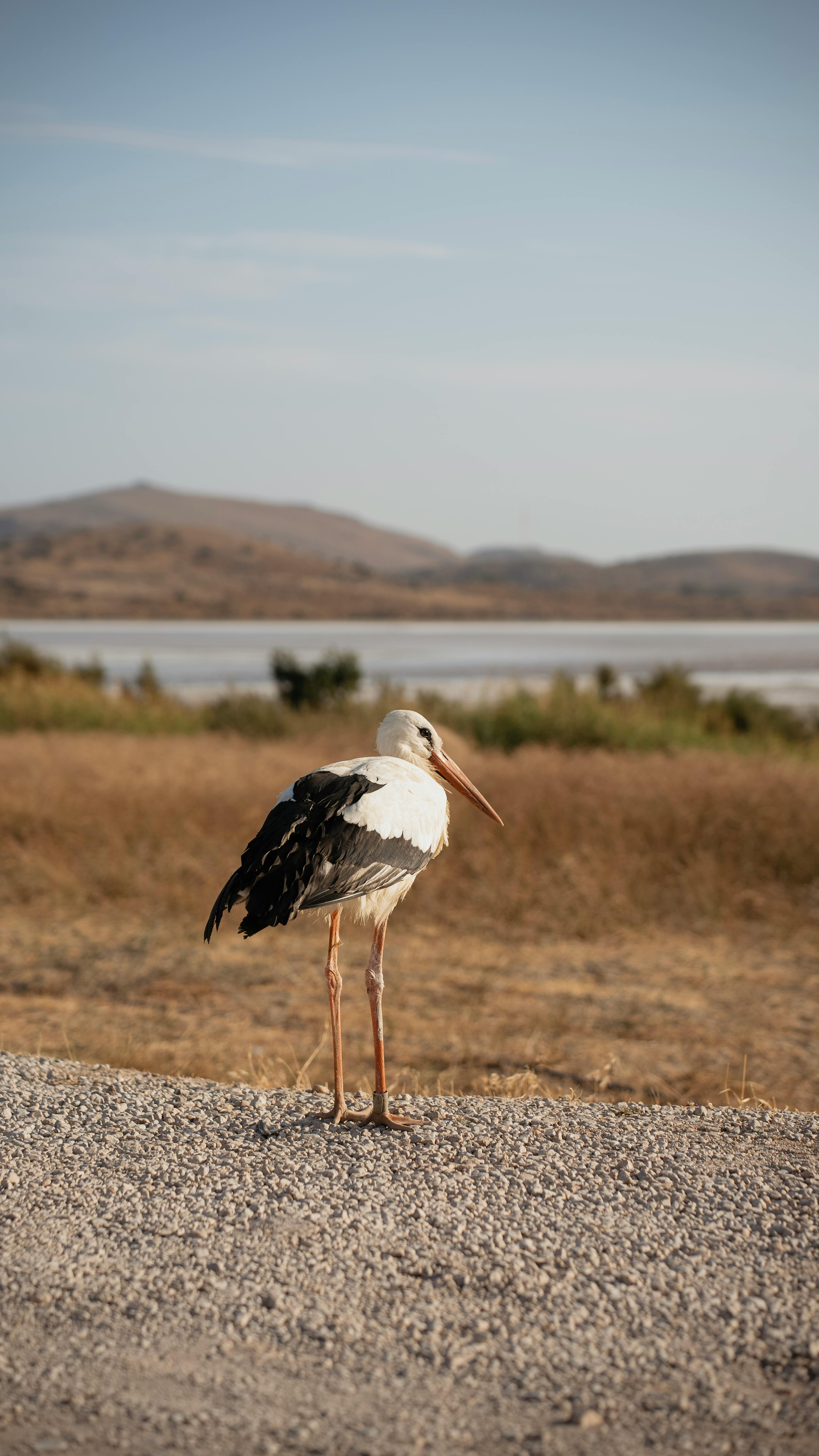 Stork Photography Photos, Download The BEST Free Stork Photography ...