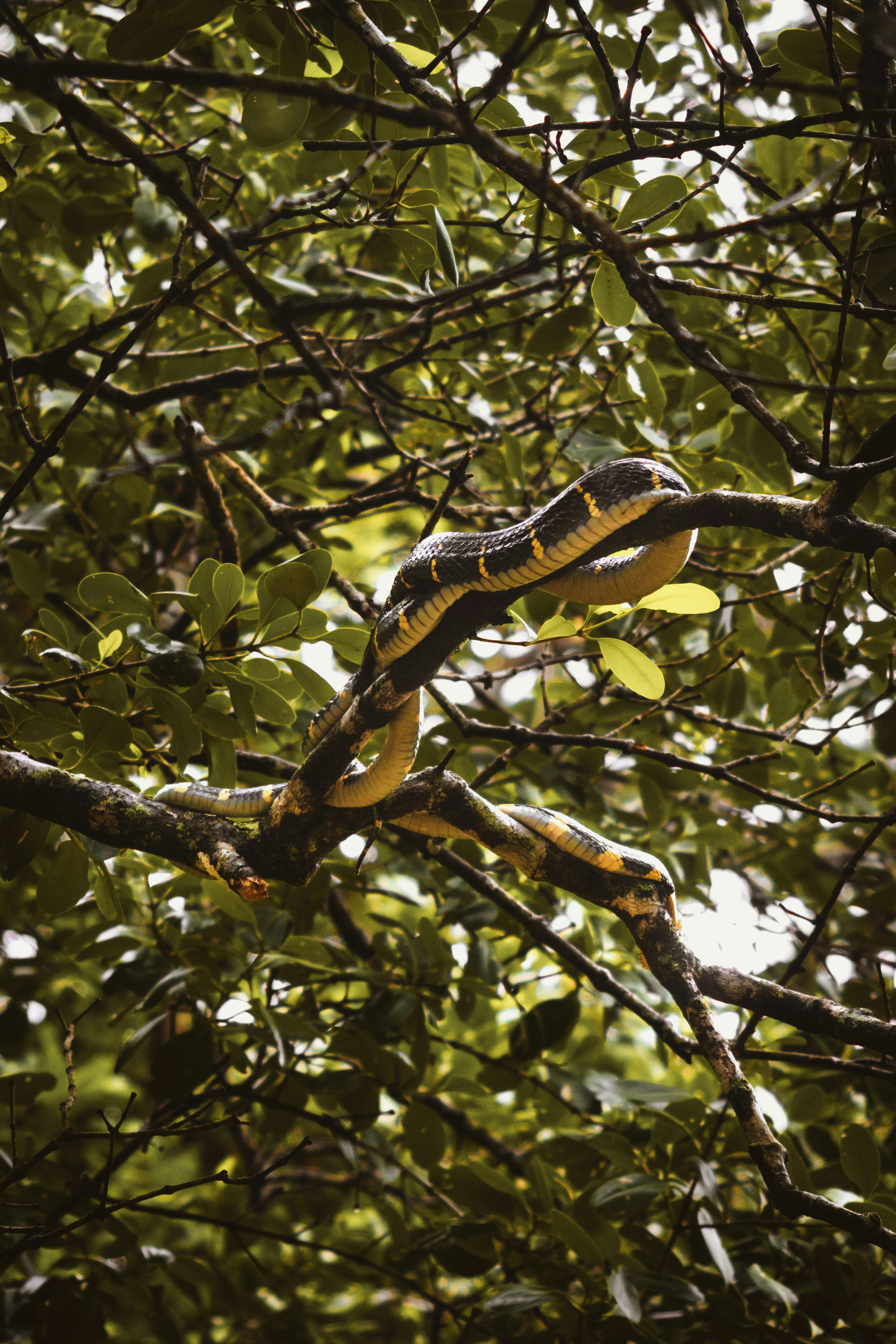 Majestic Python Snake in Lush Green Forest · Free Stock Photo