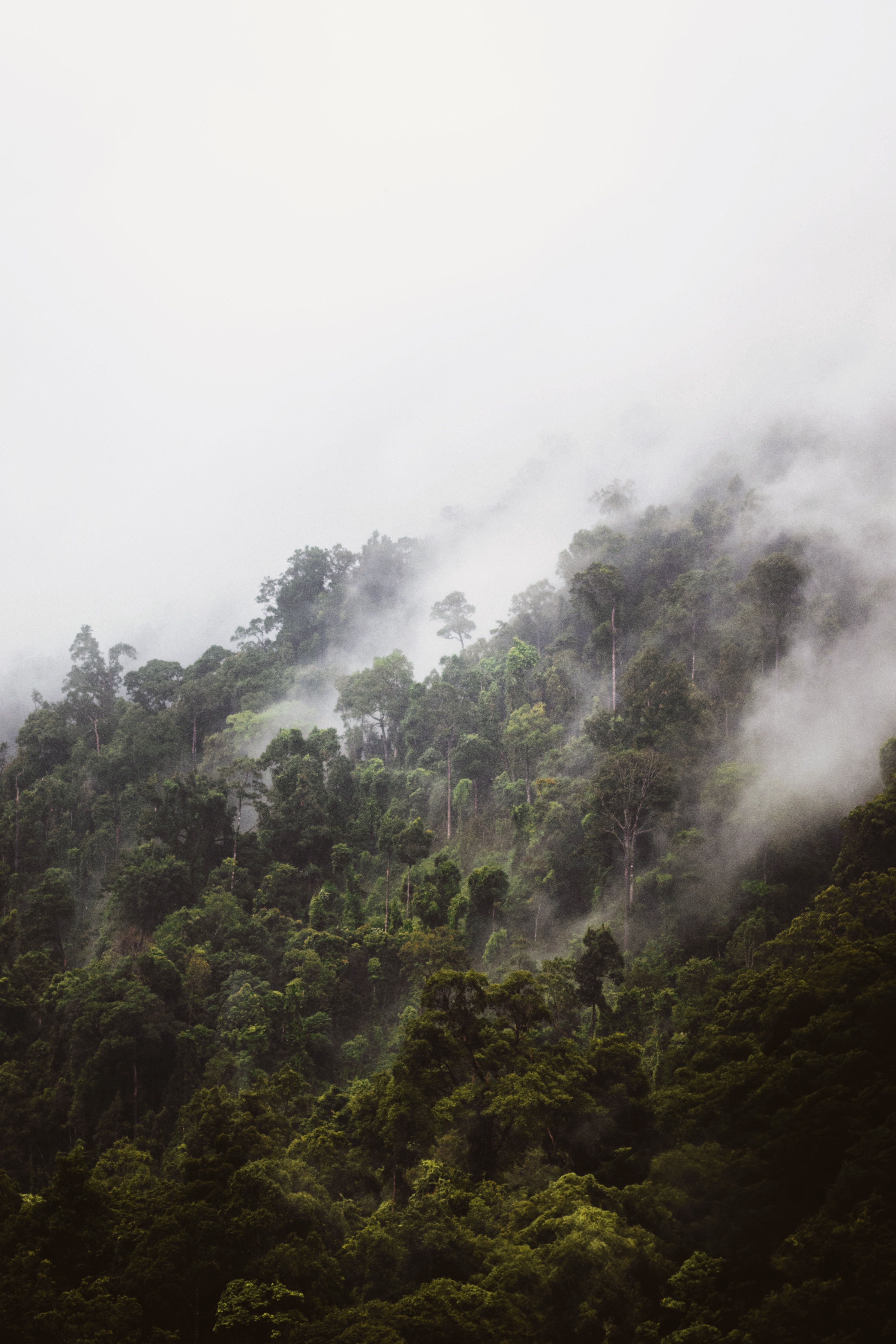 Paisaje De Bosque Brumoso En Medio De Una Densa Niebla · Foto de stock ...