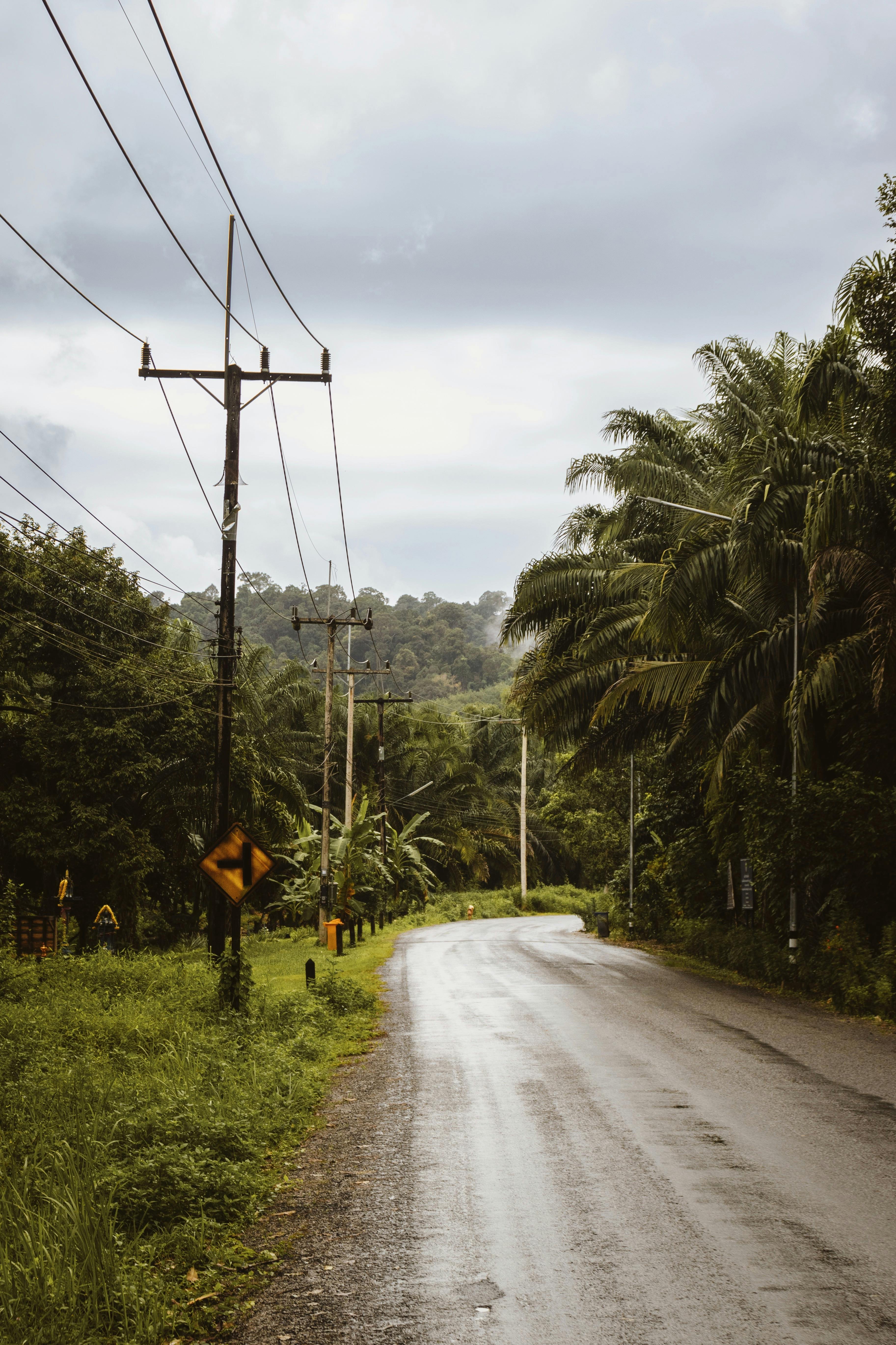 Scenic Rainy Country Road with Lush Foliage · Free Stock Photo