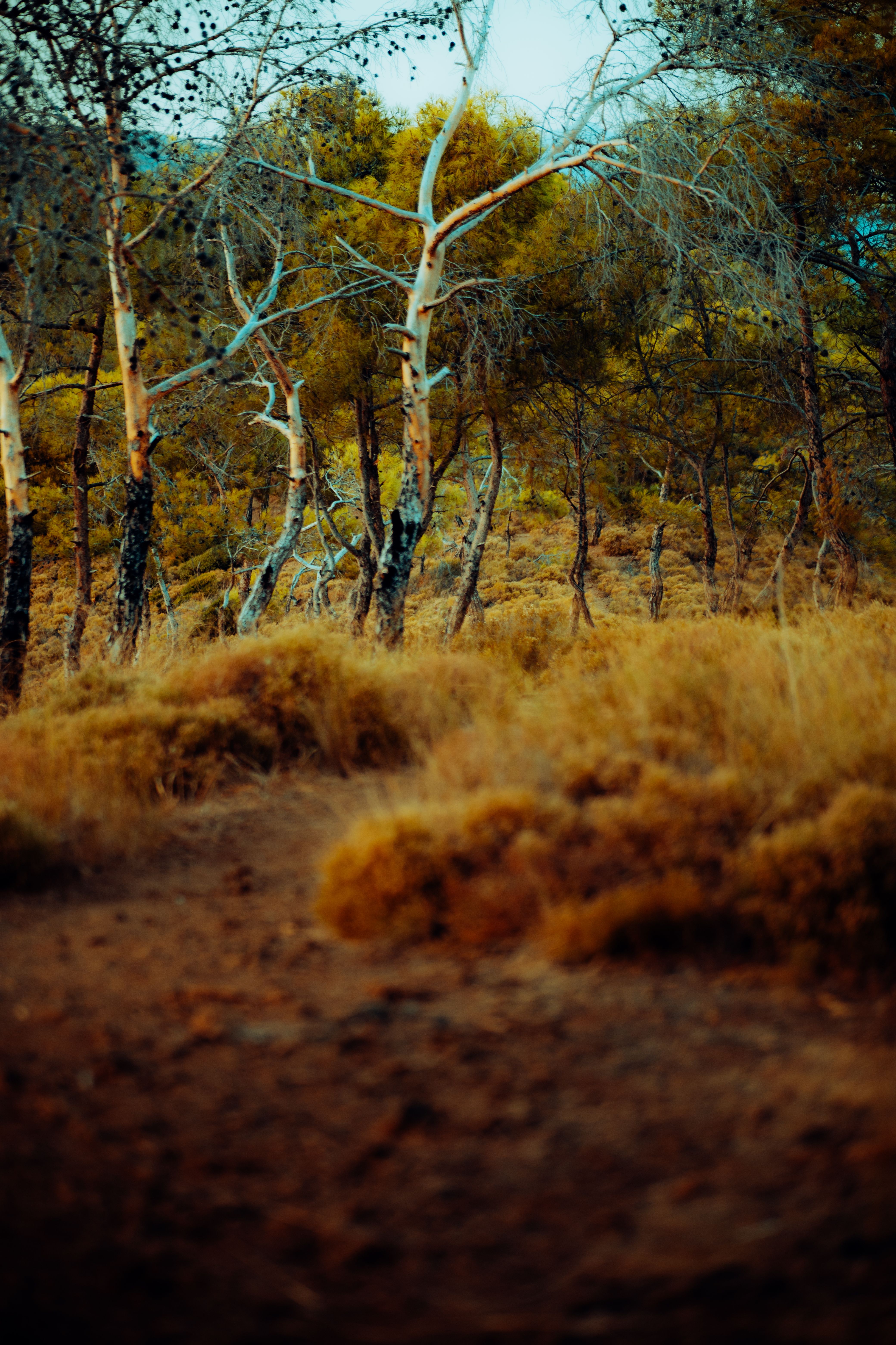 Trees Wind Slow Photos, Download The BEST Free Trees Wind Slow Stock ...