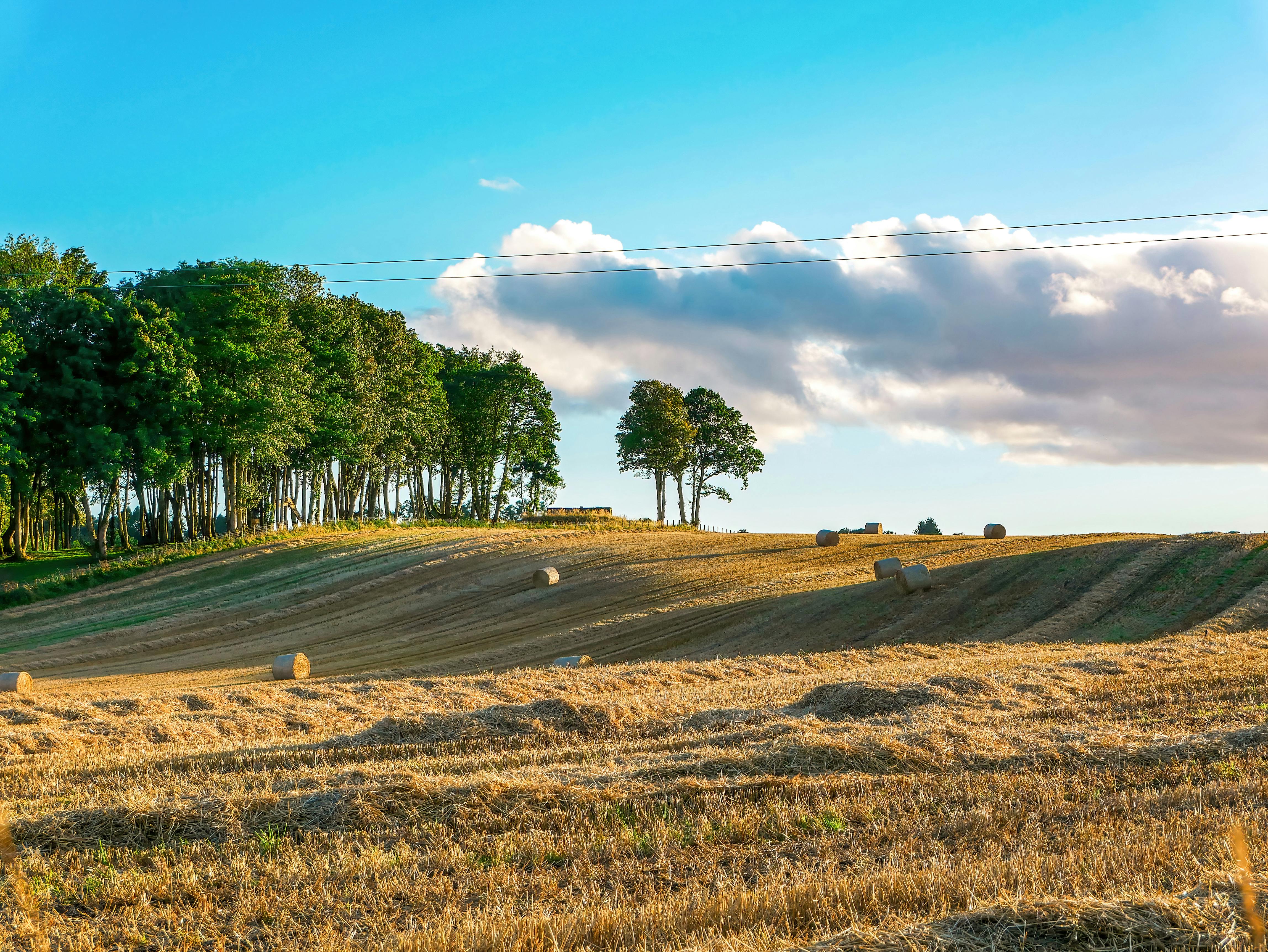 Scenic View of the Field · Free Stock Photo