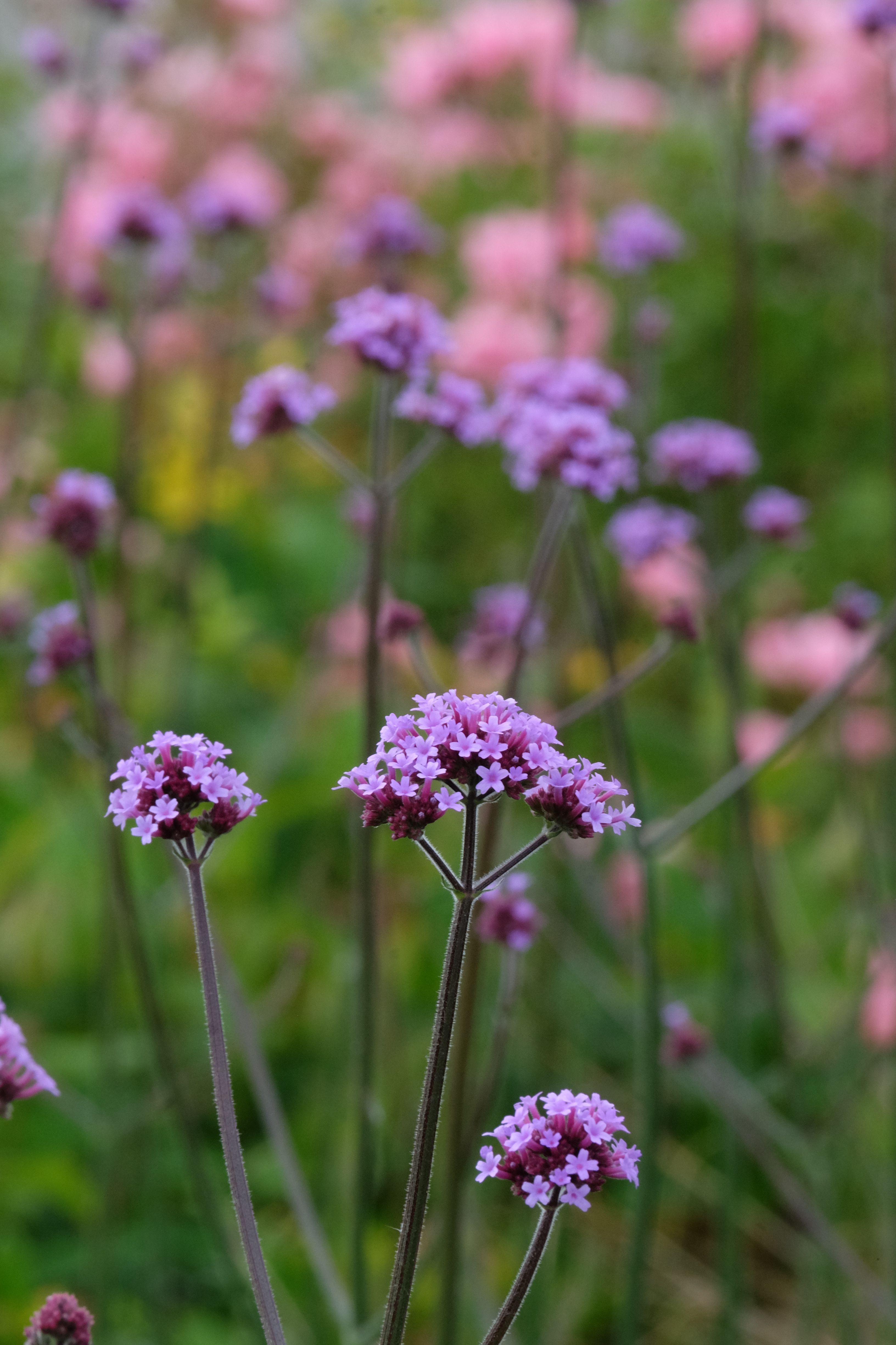 Beautiful Verbena Flowers in Blooming Garden · Free Stock Photo